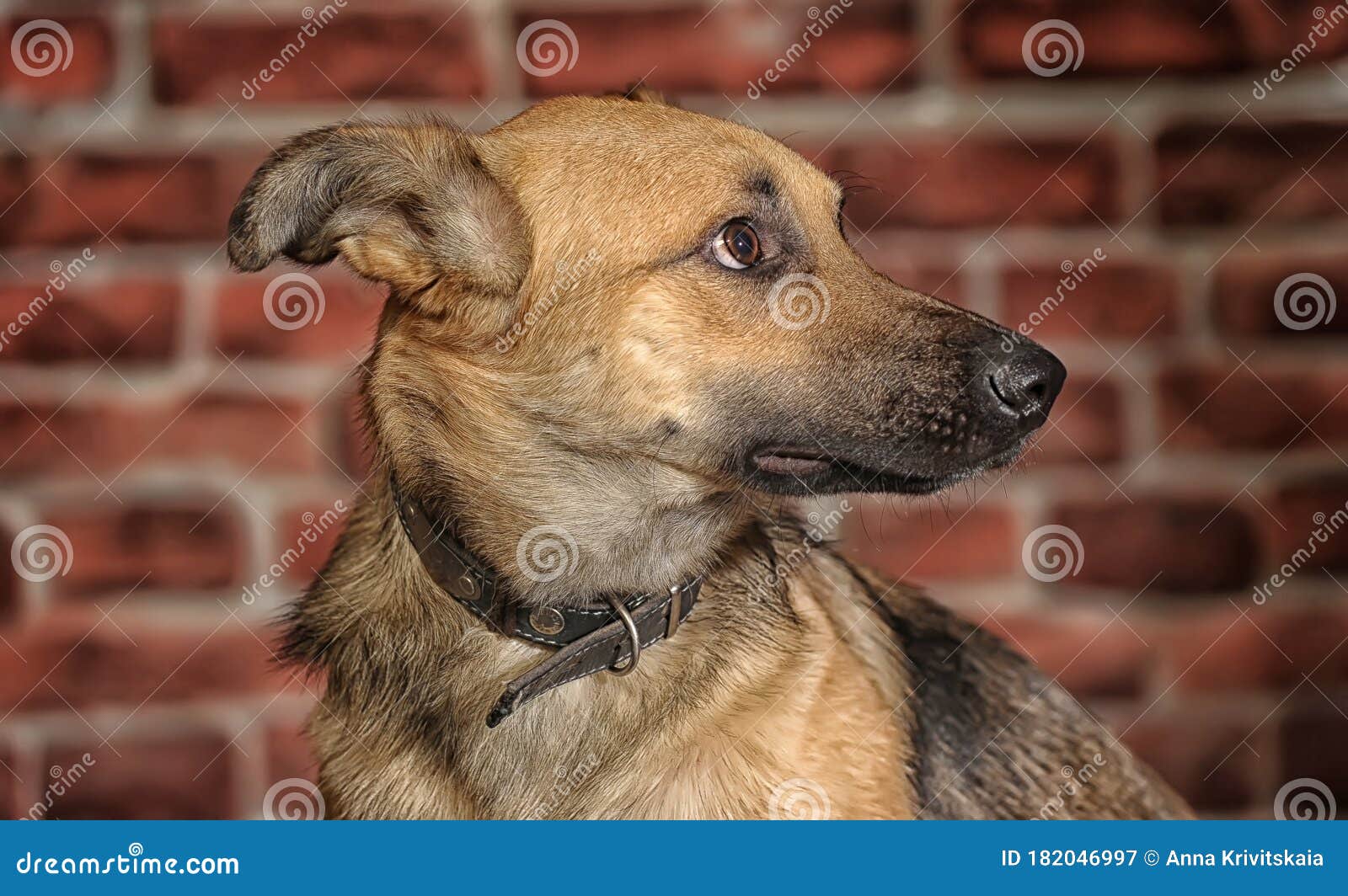 Perro lindo asustado imagen de archivo. Imagen de perra - 182046997