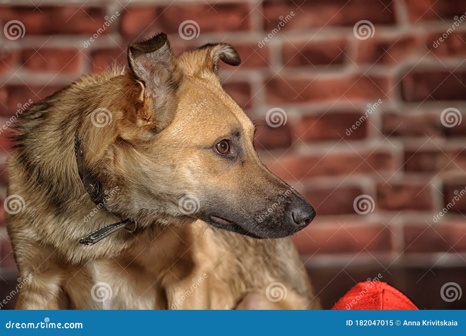 Perro lindo asustado imagen de archivo. Imagen de aislado - 182047015