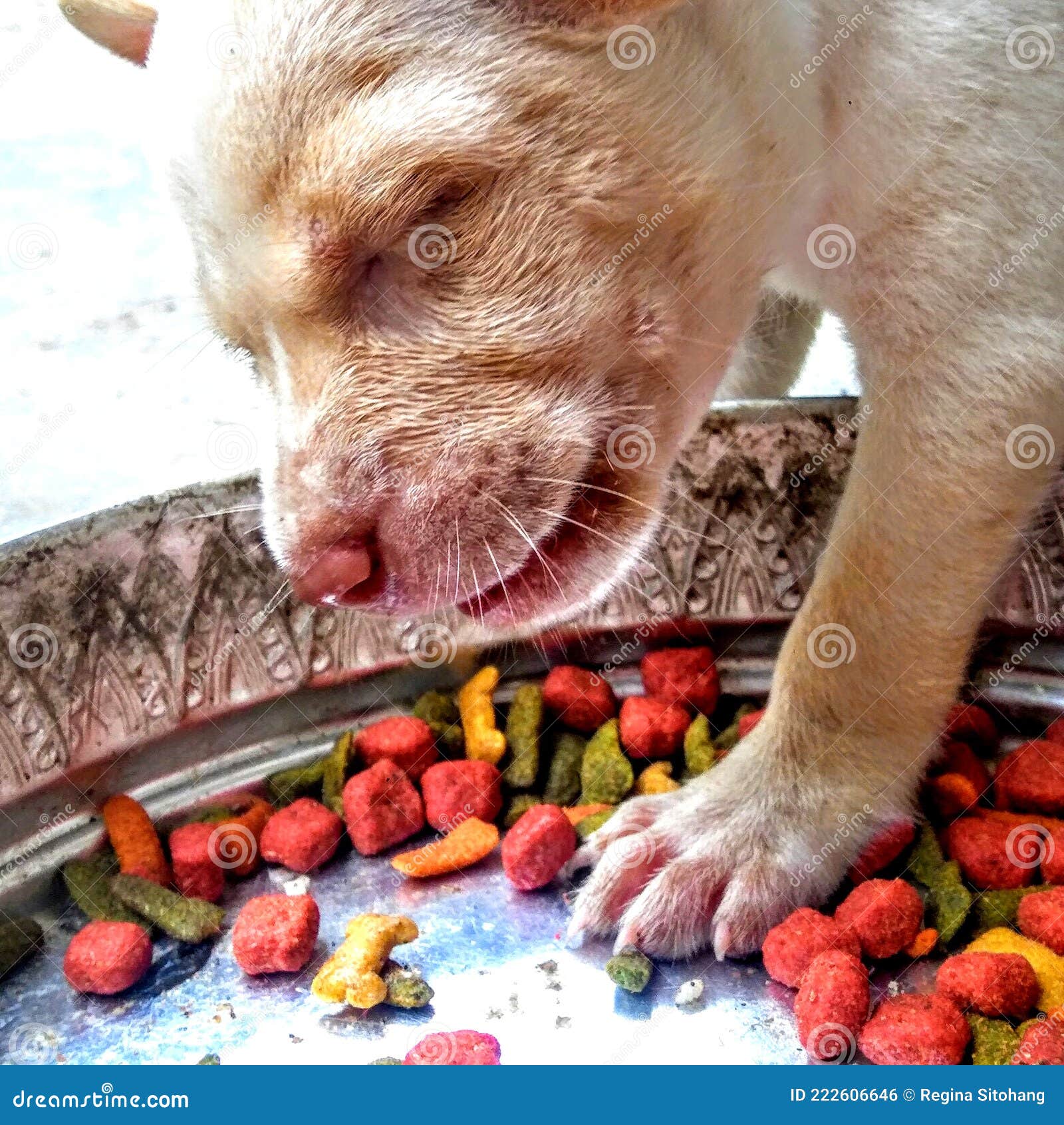 Perro lindo come su comida foto de archivo. Imagen de lindo - 222606646
