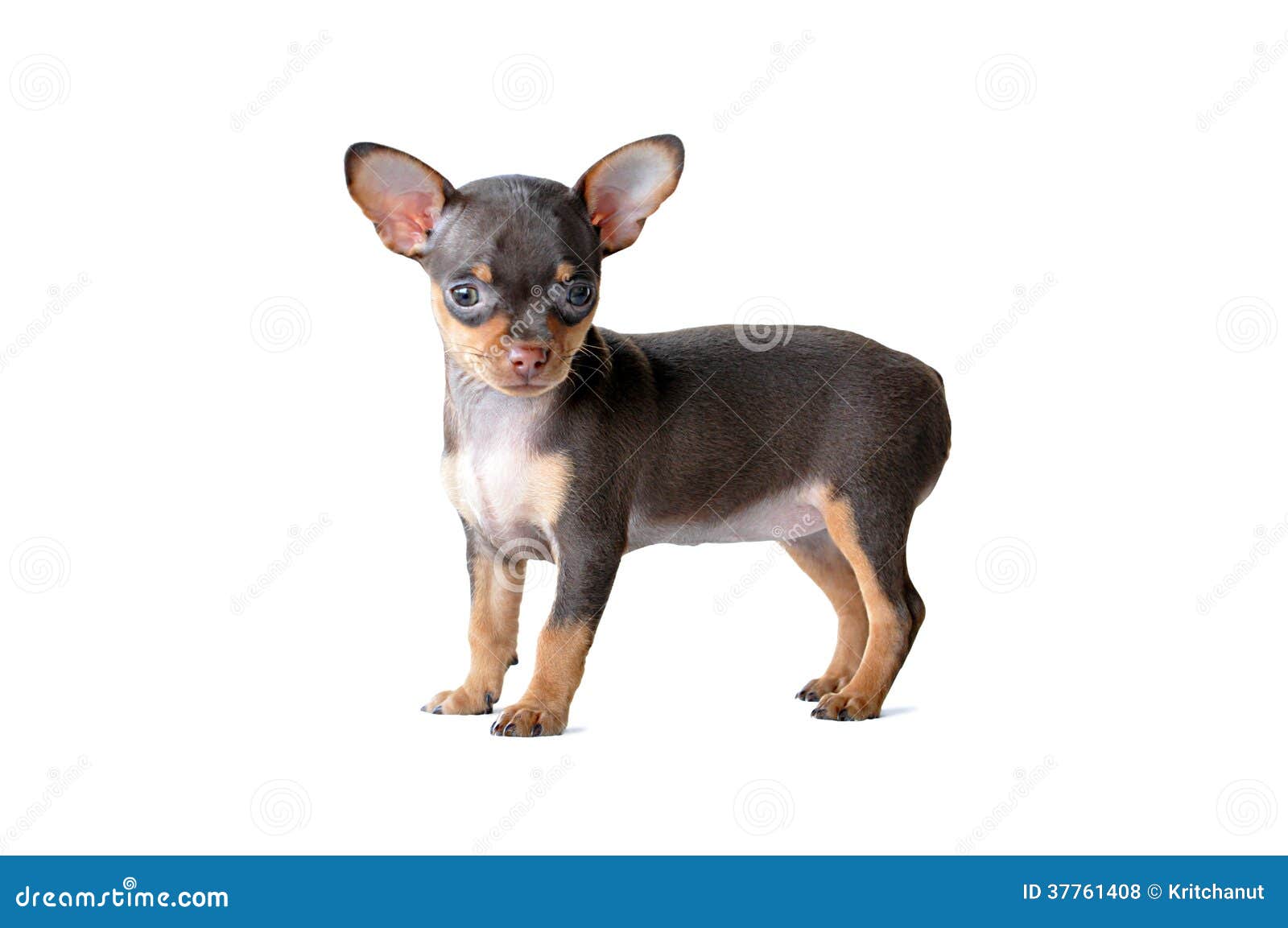 Perro Lindo De Chiwawa Del Marrón Oscuro Foto de archivo - Imagen de ...