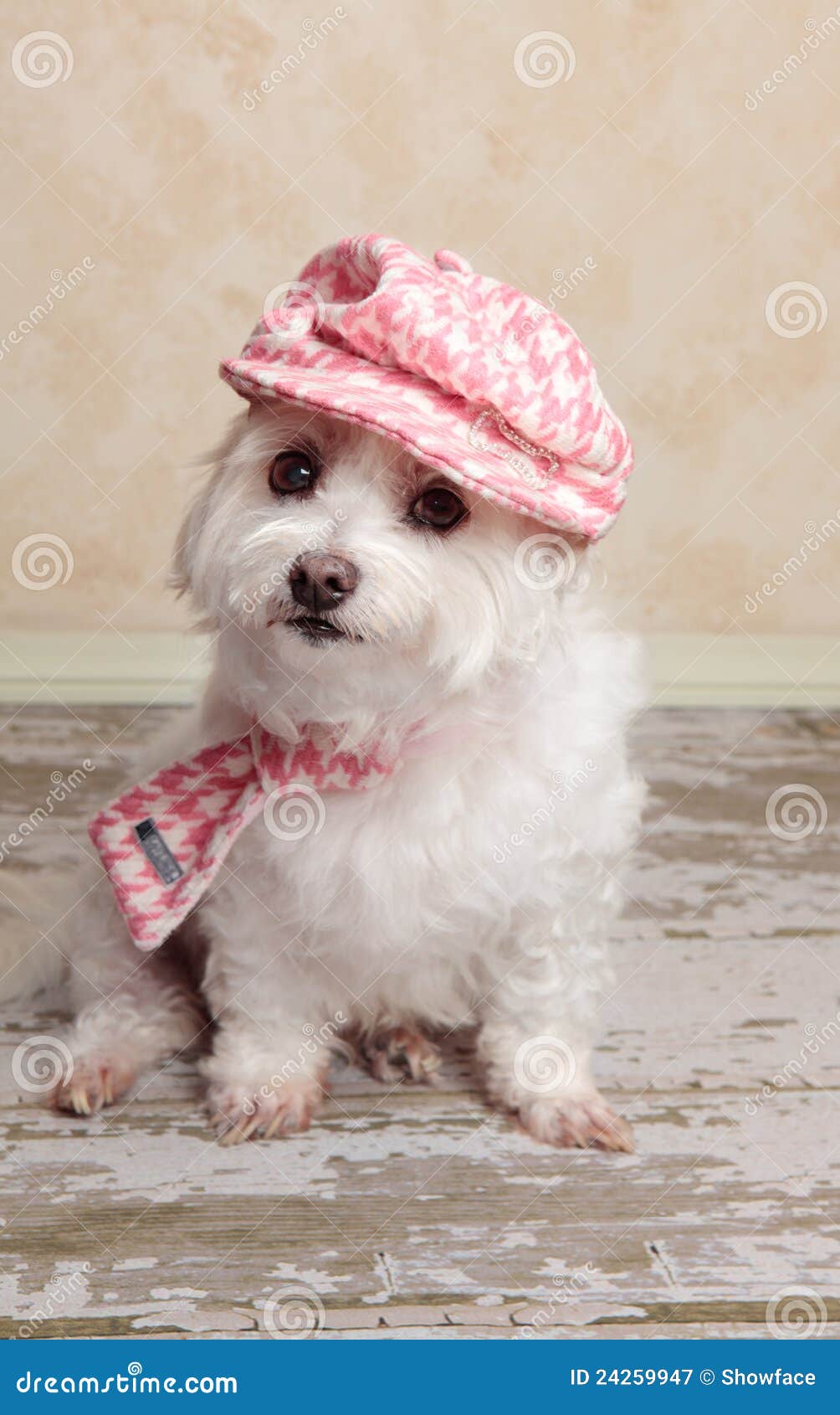 Perro lindo de moda imagen de archivo. Imagen de sentada - 24259947