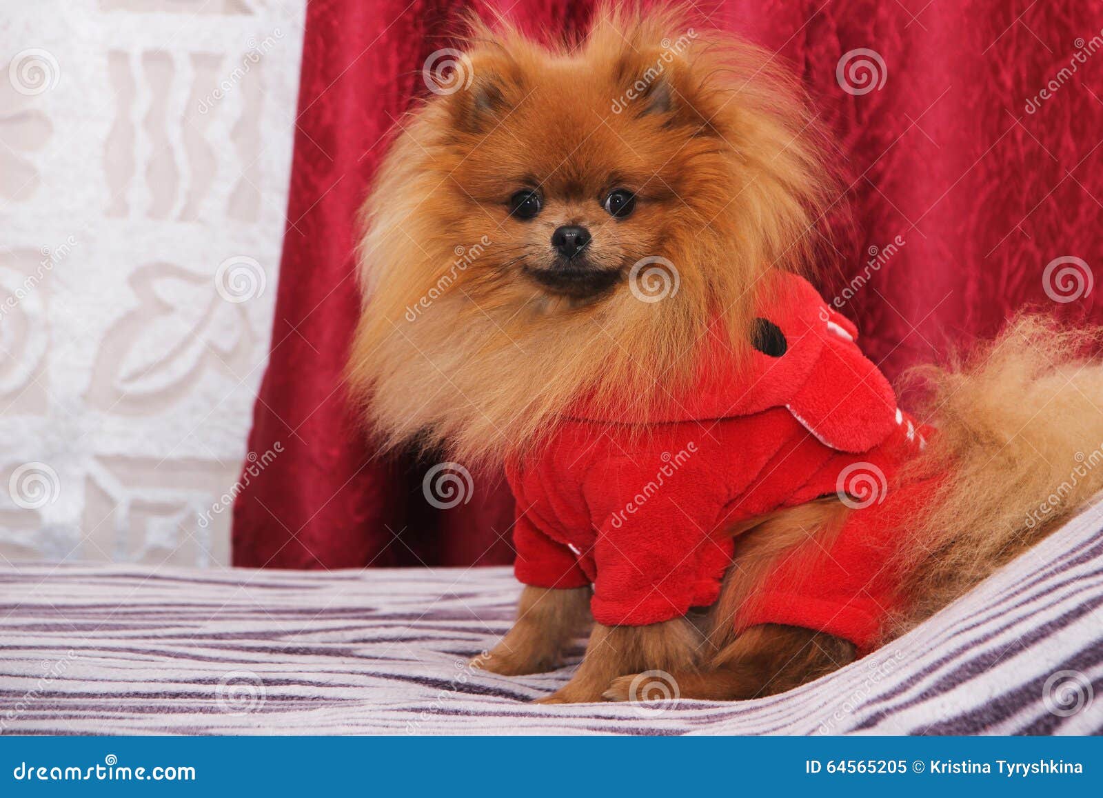 Perro Lindo De Pomeranian Perro Feliz Imagen de archivo - Imagen de ...