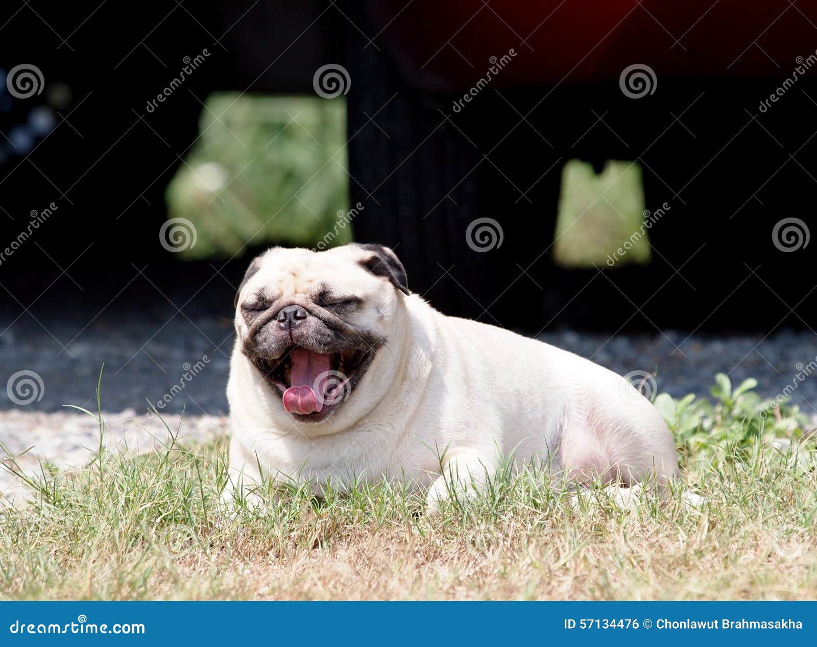 Perro Lindo Del Barro Amasado Foto de archivo - Imagen de curiosidad ...