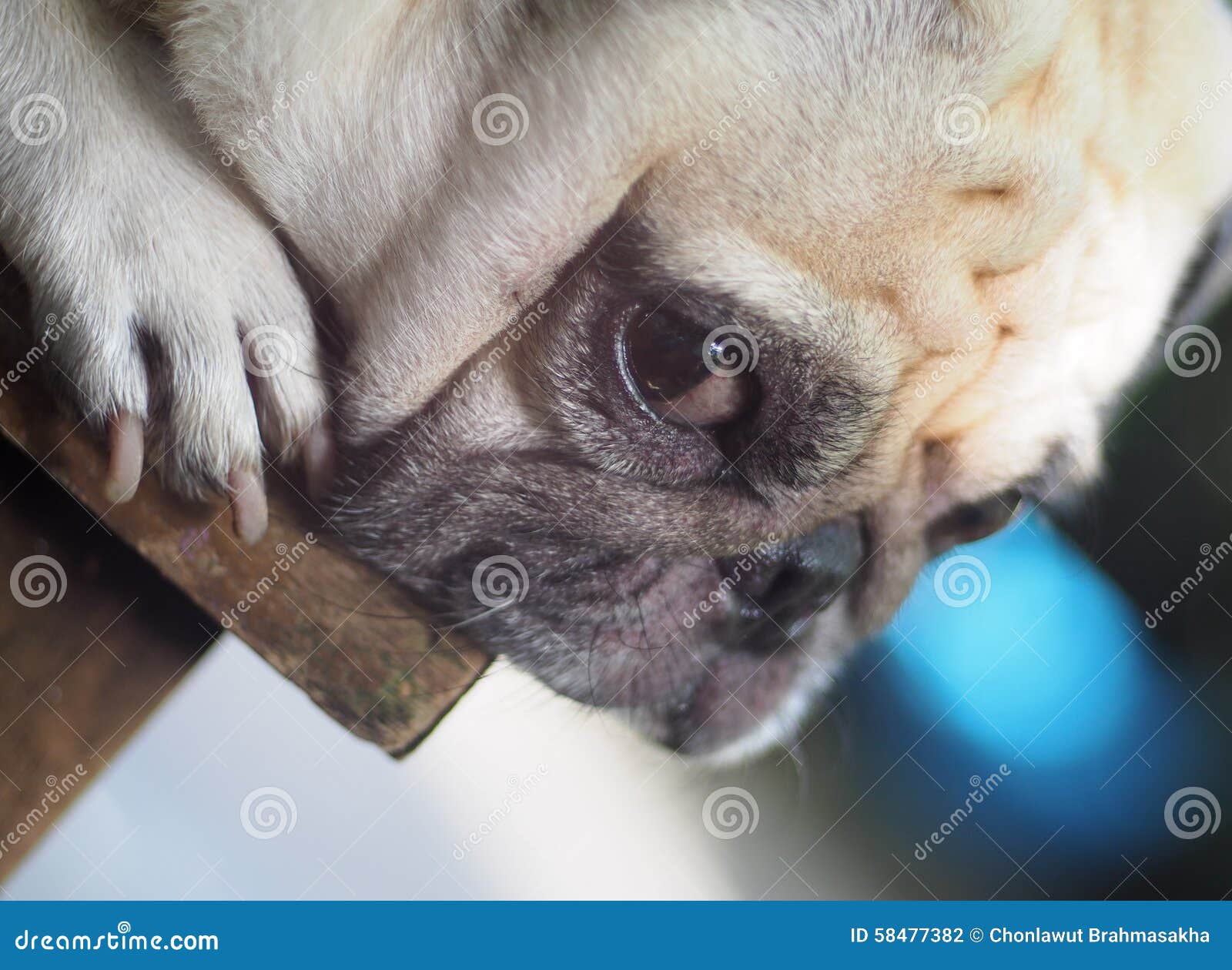 Perro Lindo Del Barro Amasado Foto de archivo - Imagen de implorable ...