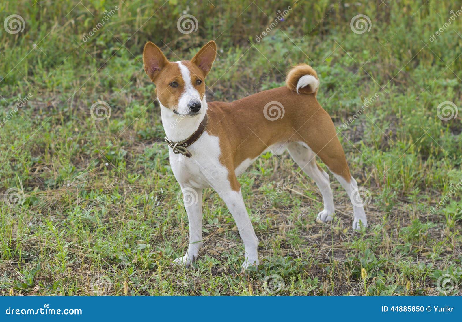 Perro lindo del basenji foto de archivo. Imagen de arbusto - 44885850
