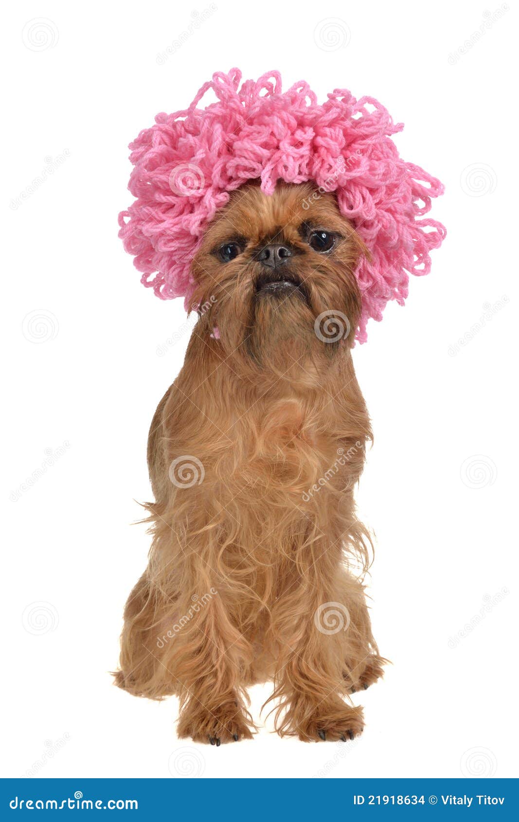 Perro Lindo Del Griffon Con La Peluca Rizada Rosada Foto de archivo ...