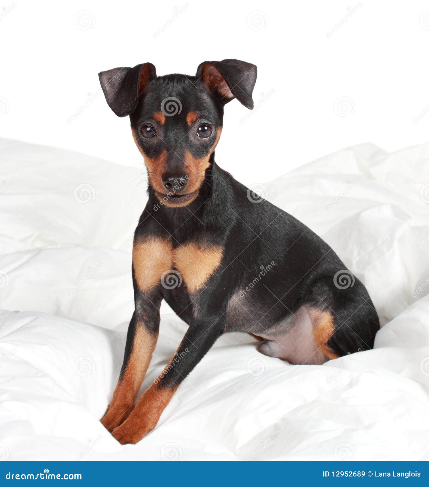 Perro lindo del pinscher imagen de archivo. Imagen de primer - 12952689