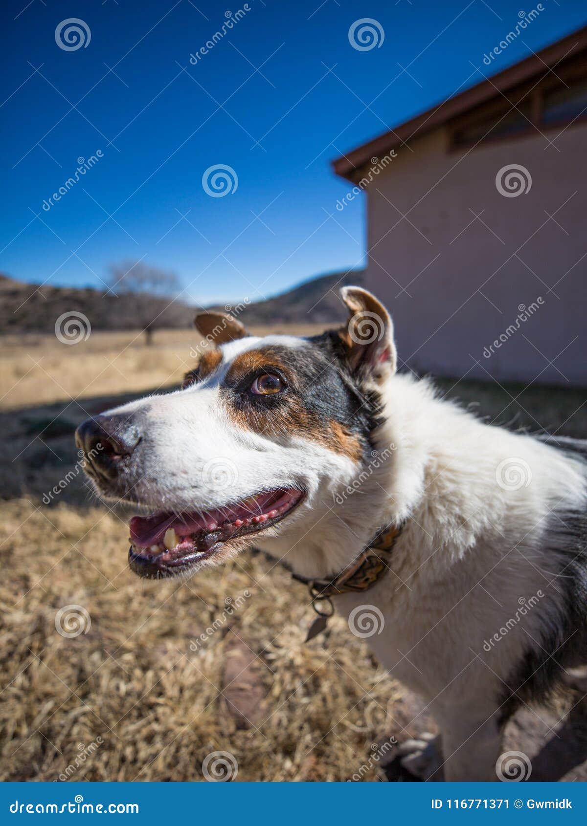 Perro lindo del rancho imagen de archivo. Imagen de ojos - 116771371