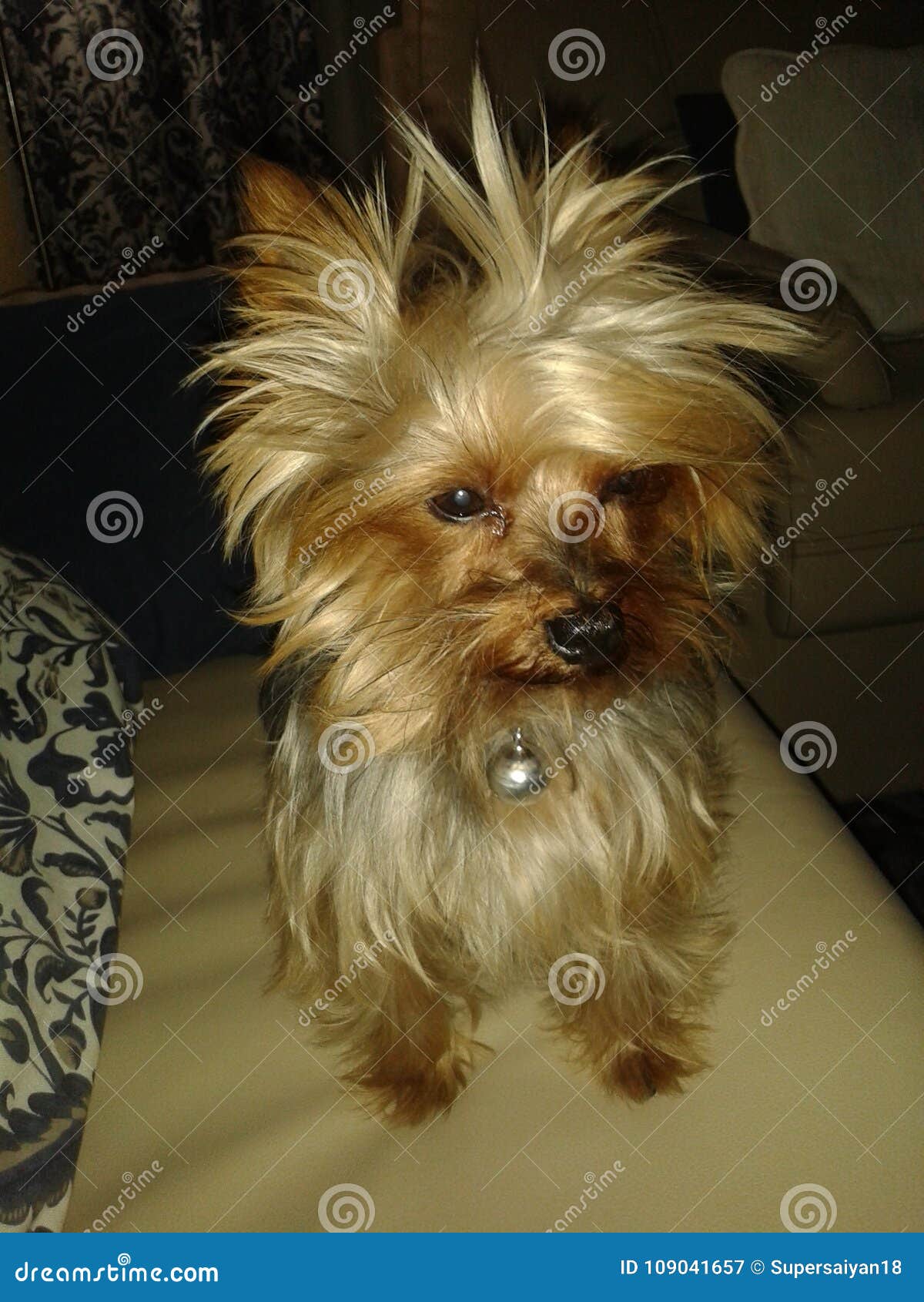 Perro Lindo Del Terrier De Yorkshire Imagen de archivo - Imagen de ...