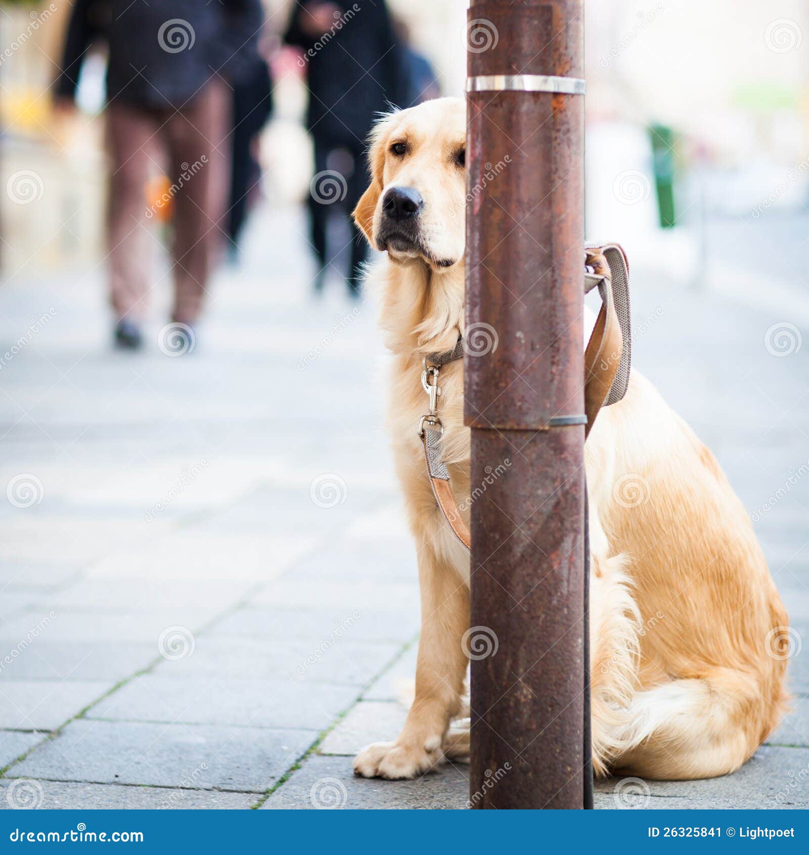 Perro Lindo Que Espera Pacientemente Su Amo Imagen de archivo - Imagen ...