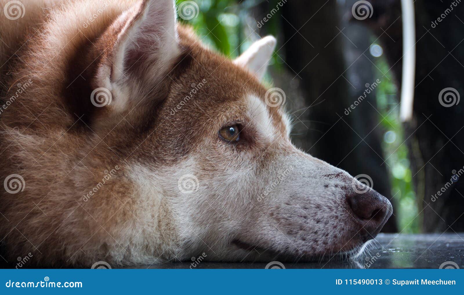 Perro lindo que mira algo imagen de archivo. Imagen de algo - 115490013