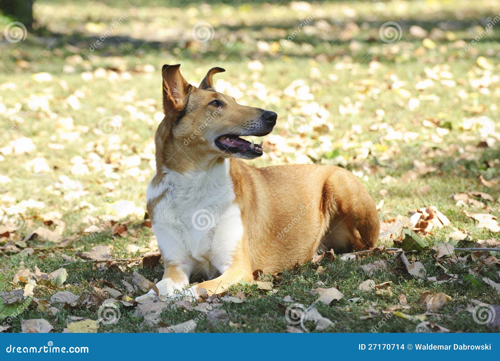 Perro liso del collie foto de archivo. Imagen de dulce - 27170714