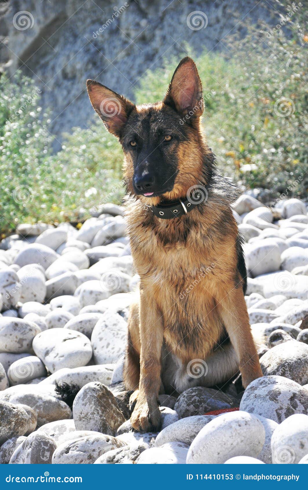 Perro listo en la costa imagen de archivo. Imagen de listo - 114410153
