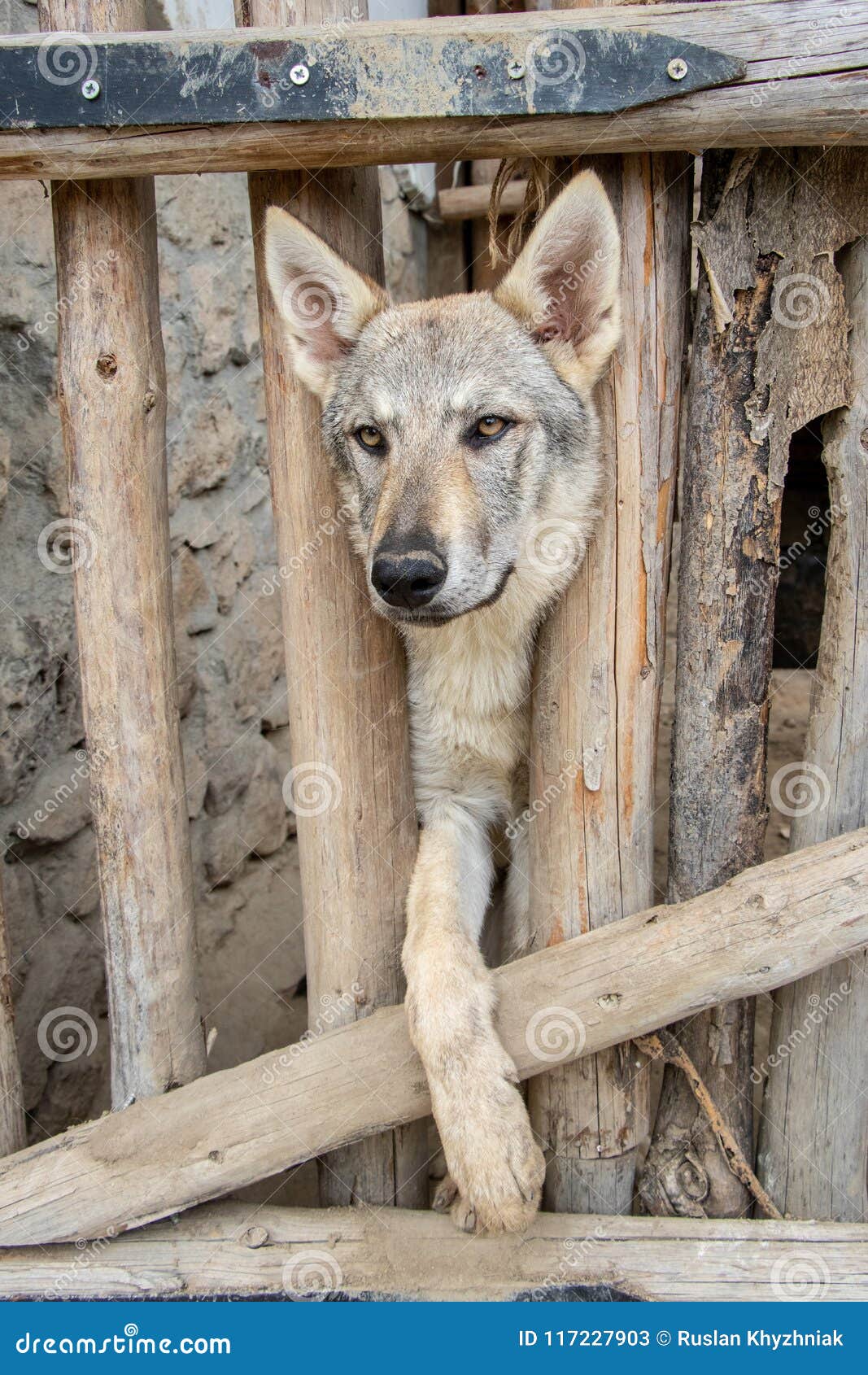 Perro Lobo De La Raza Del Perro Imagen de archivo - Imagen de ...