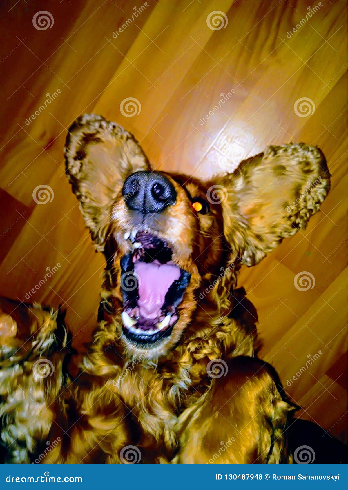 Perro loco foto de archivo. Imagen de usted, afortunado - 130487948