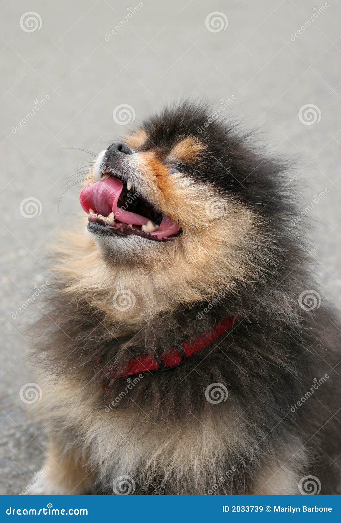 Perro loco imagen de archivo. Imagen de lengüeta, enojado - 2033739