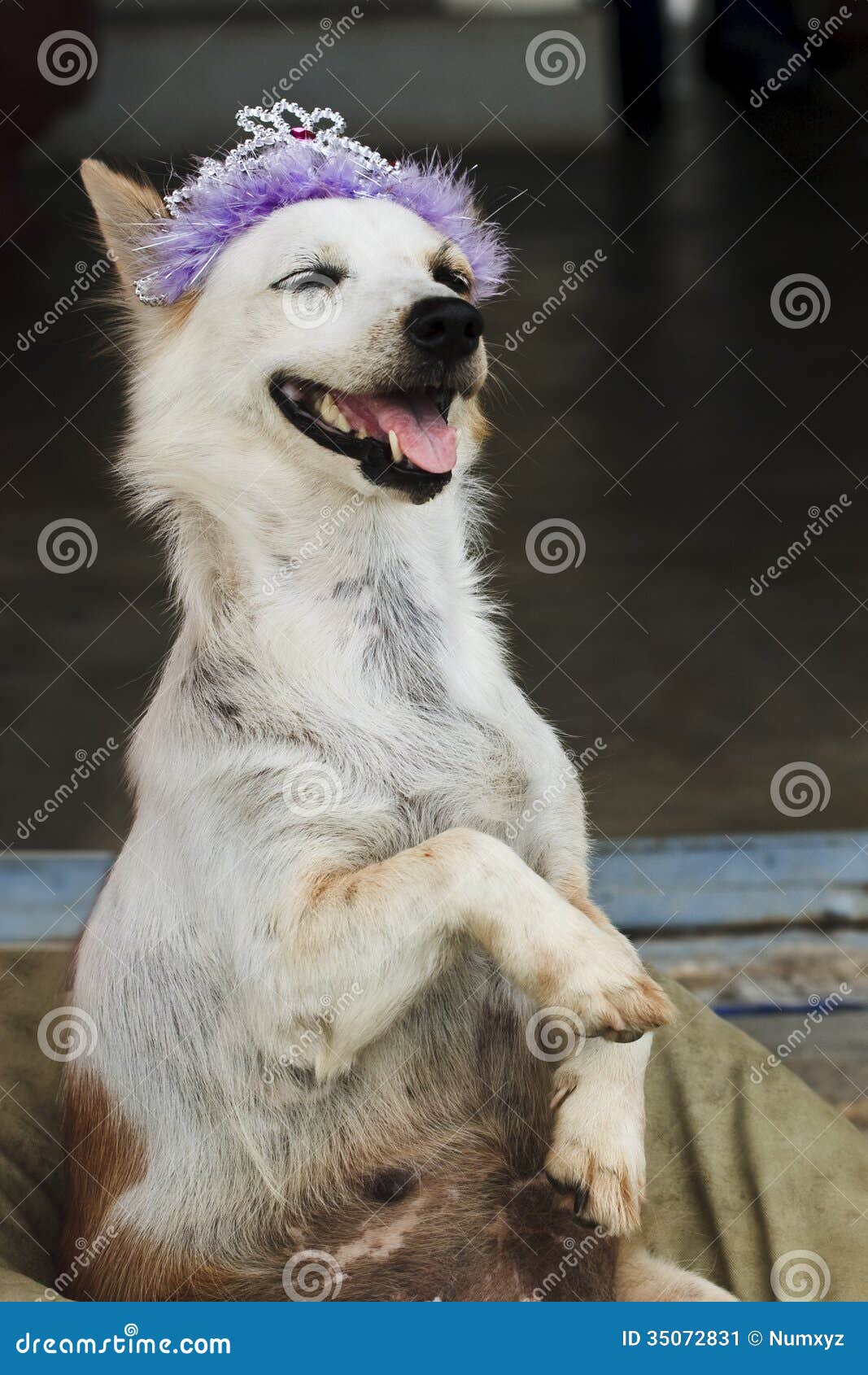 Perro loco imagen de archivo. Imagen de gato, pico, cara - 35072831