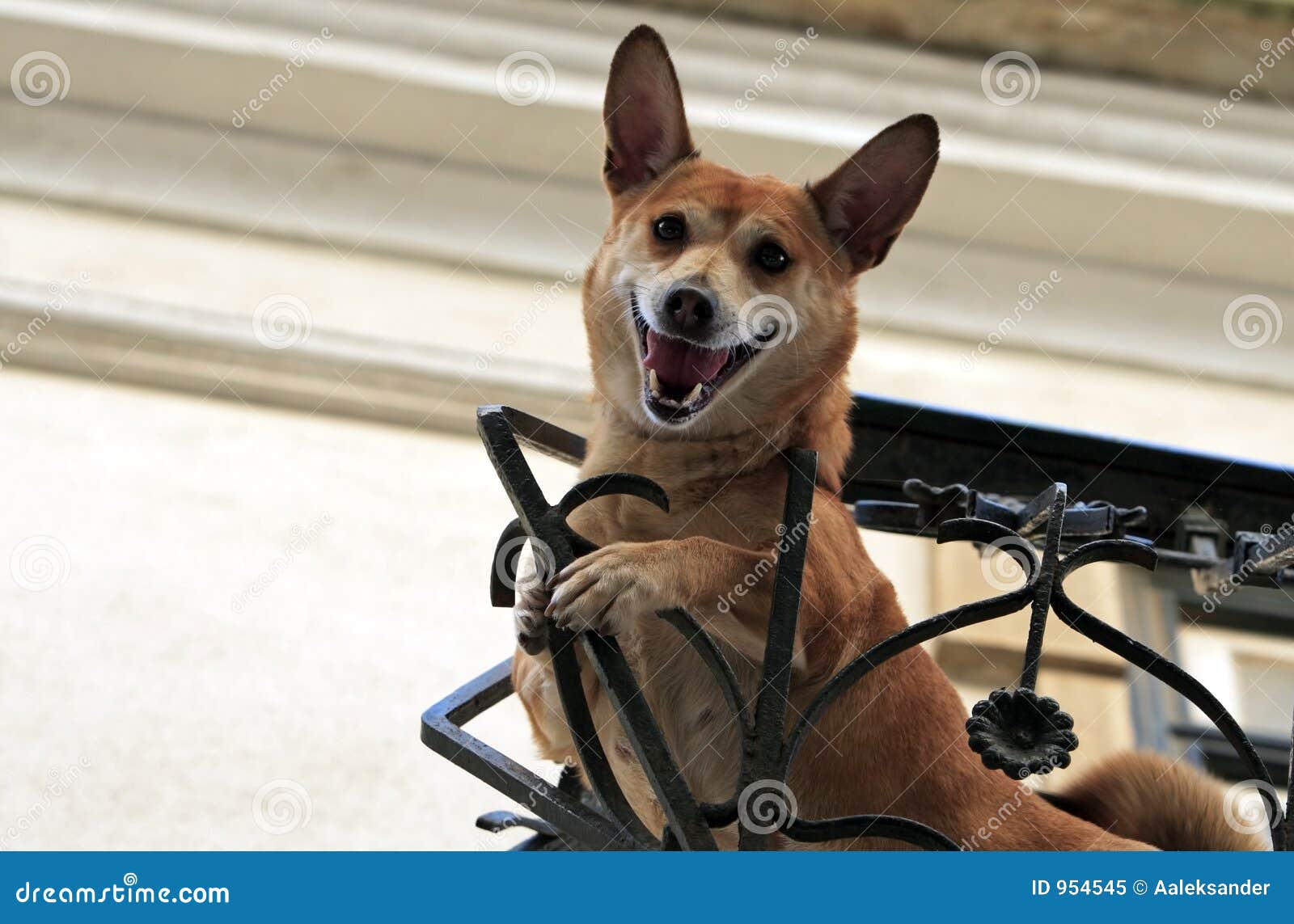 Perro Loco Imagen. Imagen: 954545