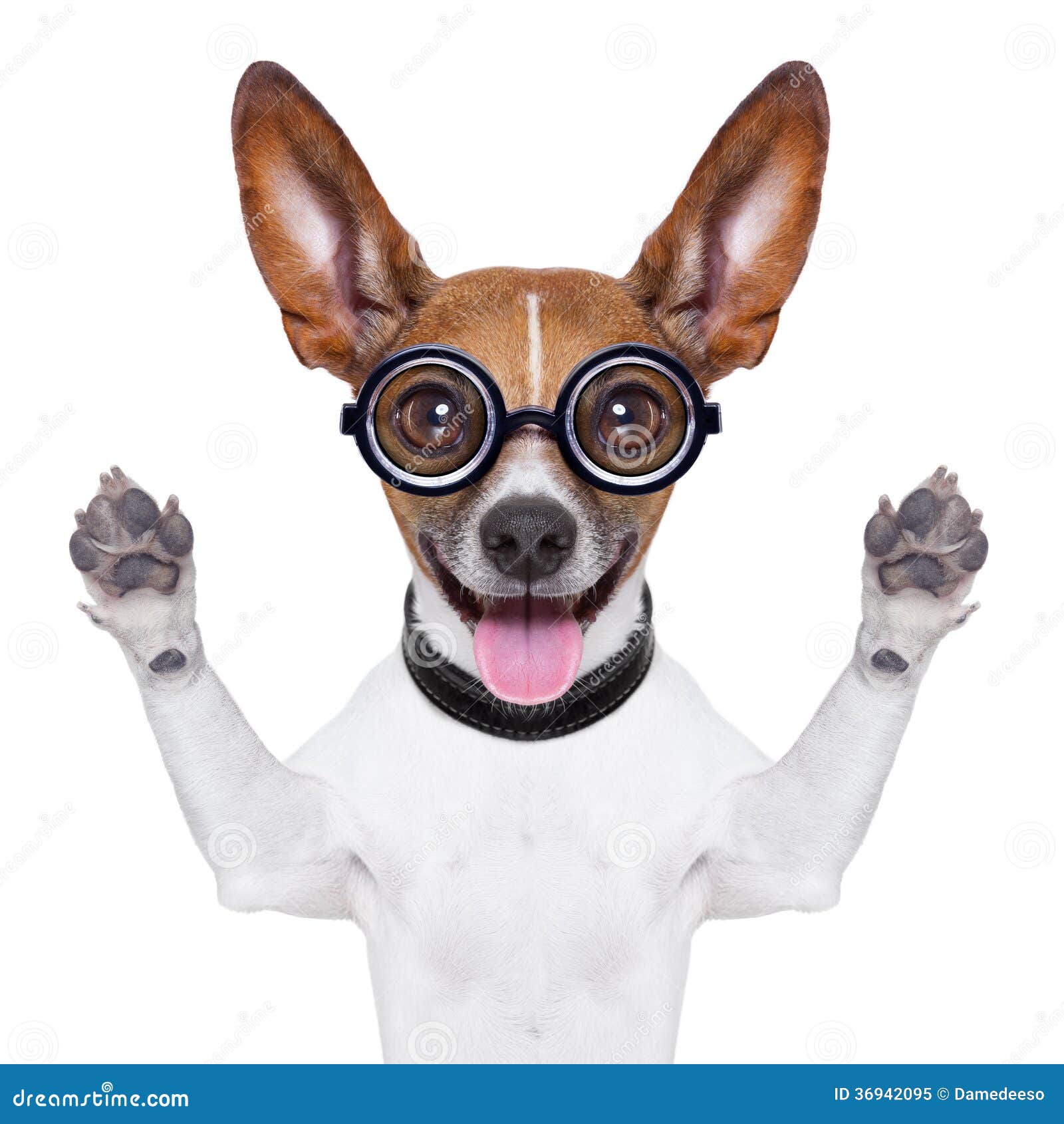 Perro loco mudo imagen de archivo. Imagen de divertido - 36942095