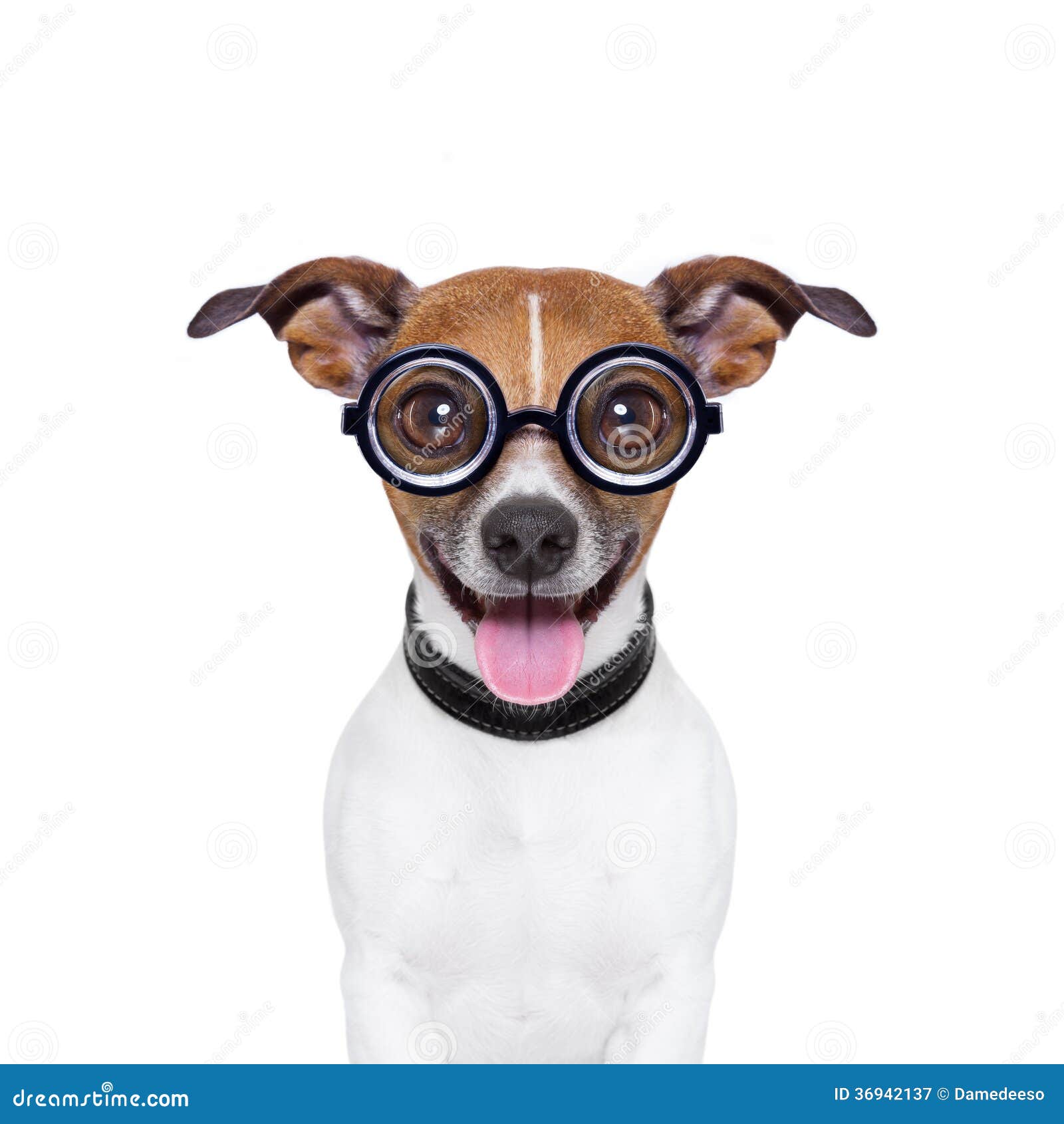 Perro Loco Mudo Fotografía de archivo libre de regalías - Imagen: 36942137