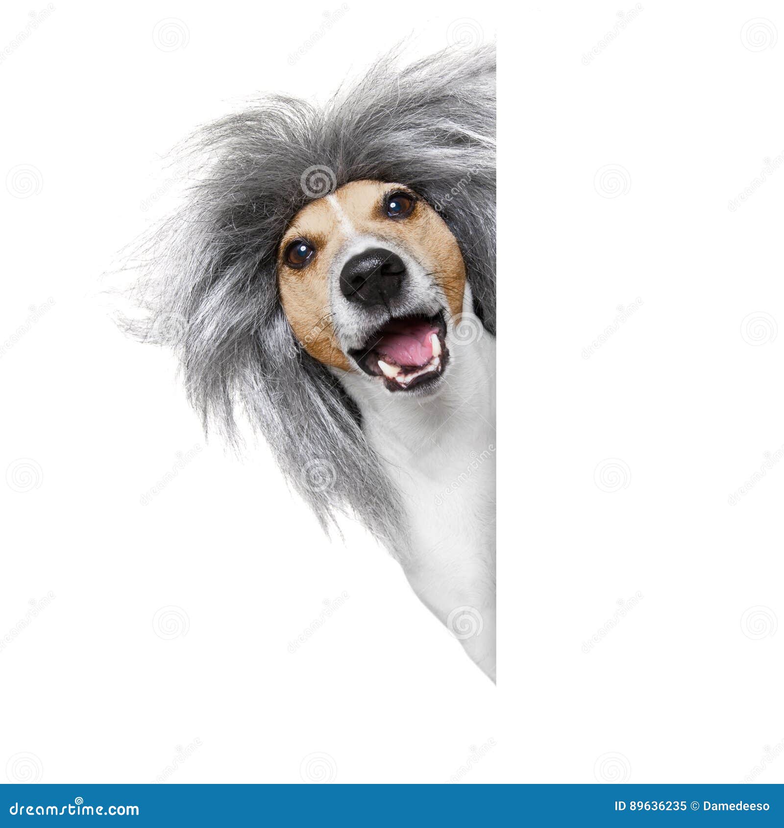 Perro loco tonto mudo imagen de archivo. Imagen de perrito - 89636235