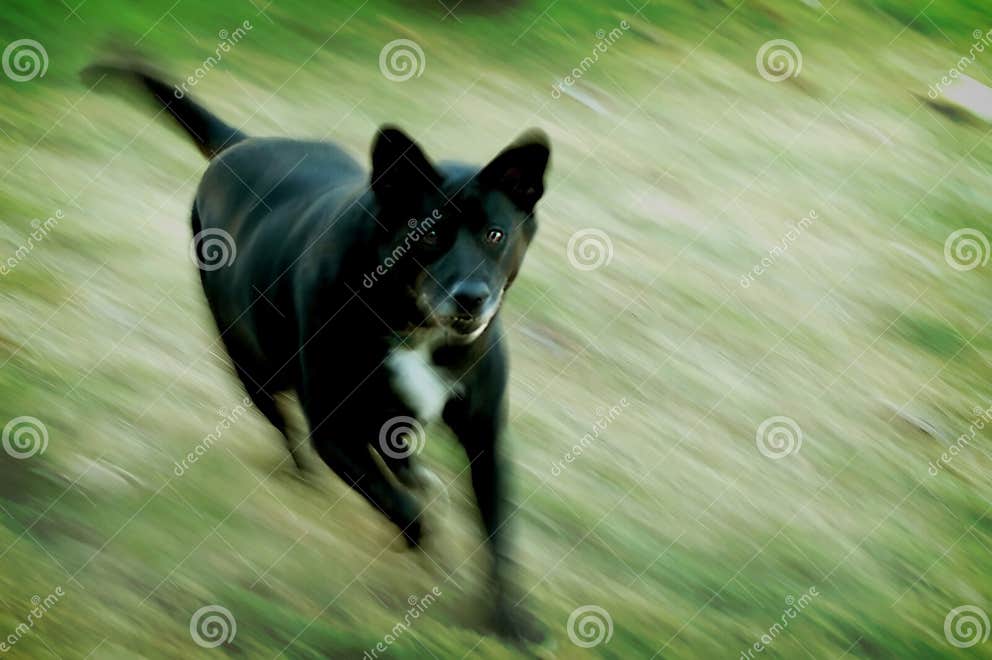 Perro malo foto de archivo. Imagen de negro, ataque, perro - 46448