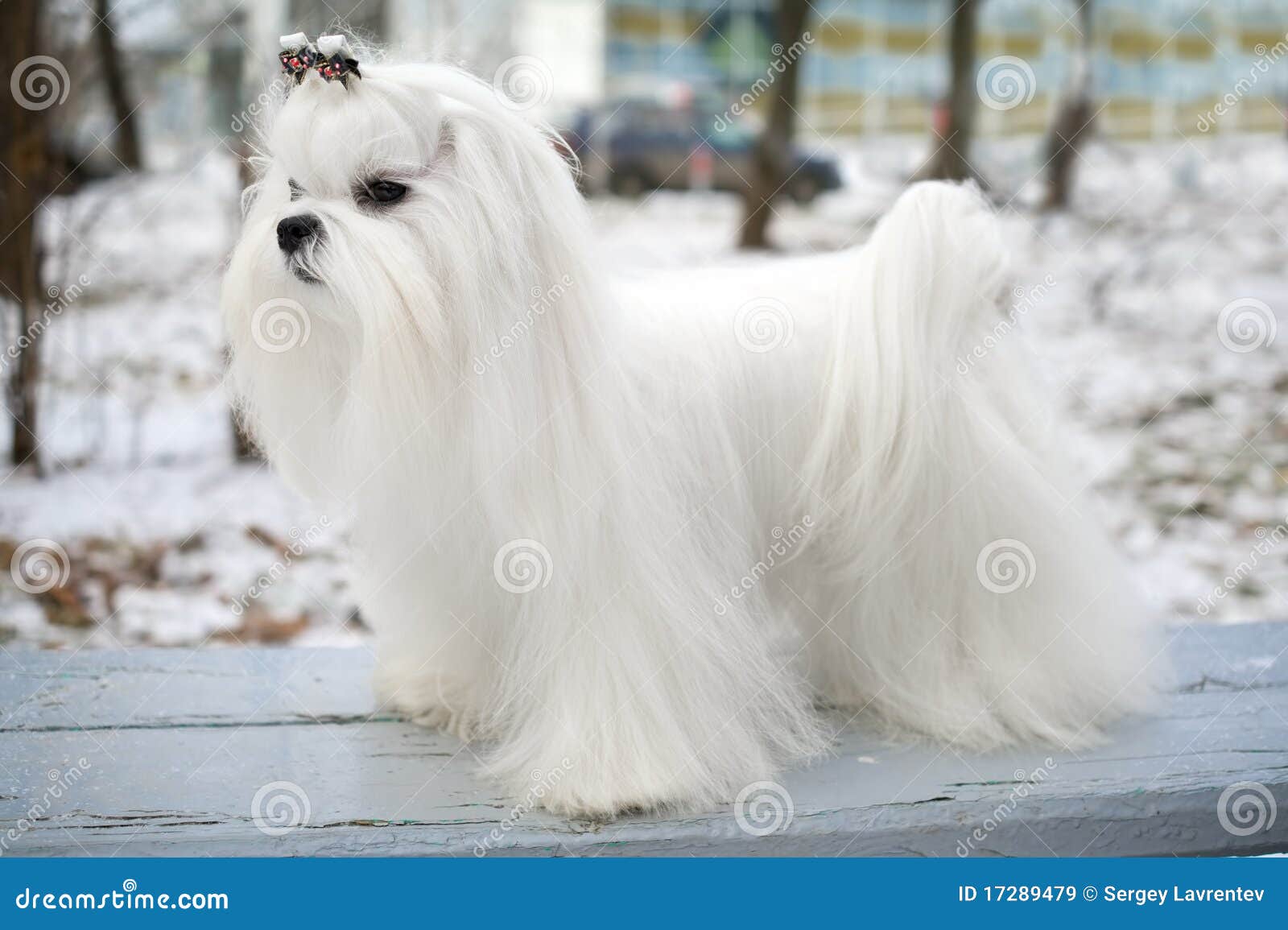 Perro maltés imagen de archivo. Imagen de purebred, perro - 17289479