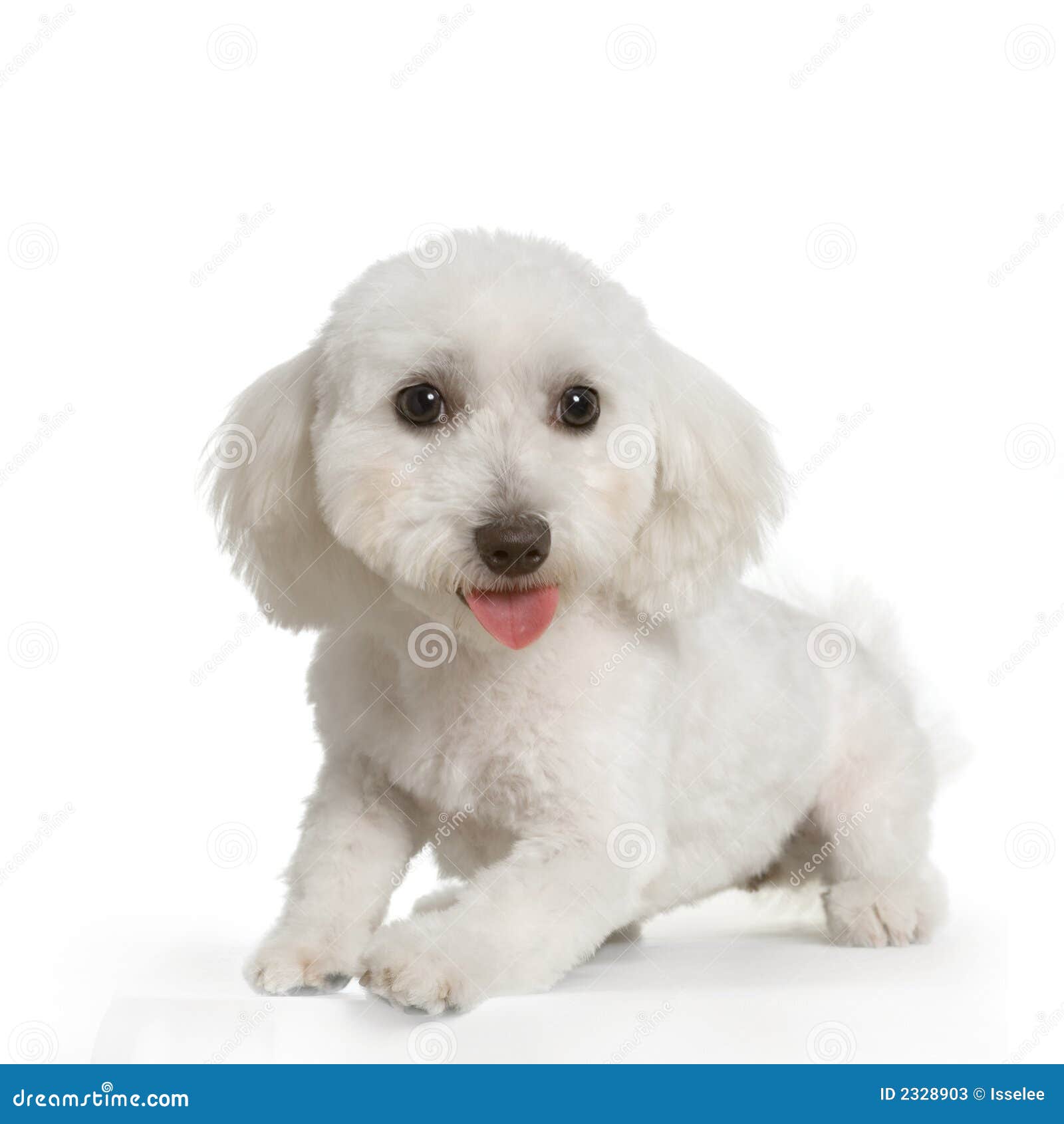 Perro maltés imagen de archivo. Imagen de animales, adorable - 2328903