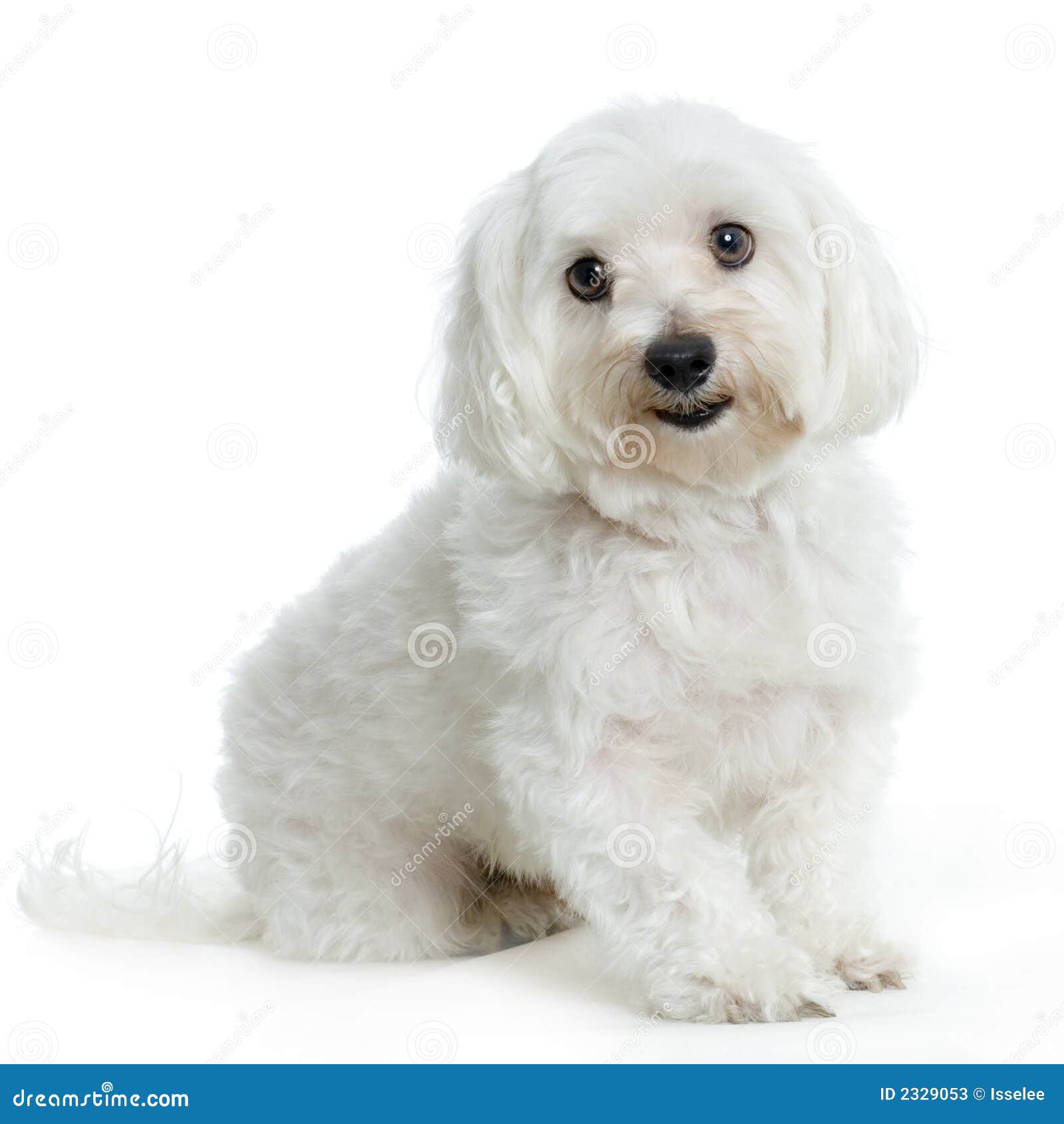 Perro Maltés Fotos de archivo - Imagen: 2329053