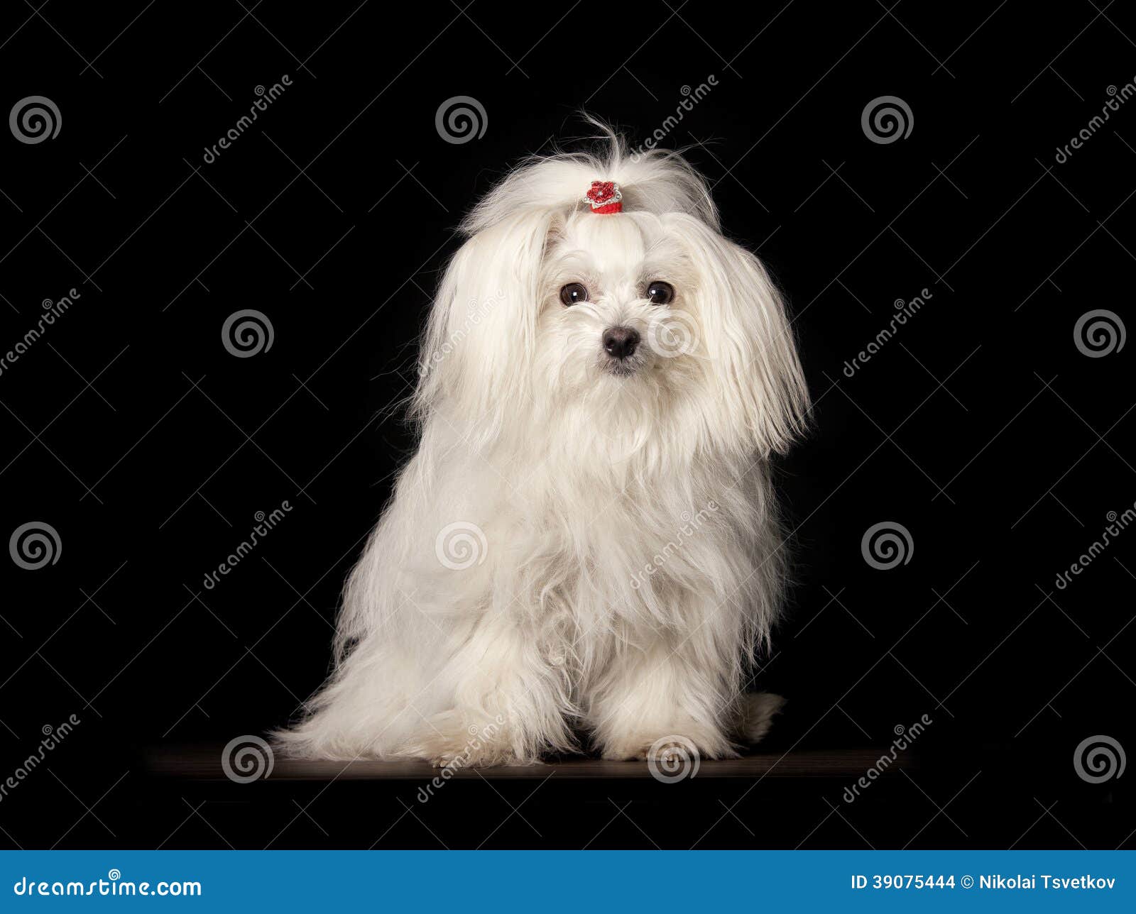 Perro maltés blanco foto de archivo. Imagen de malta - 39075444