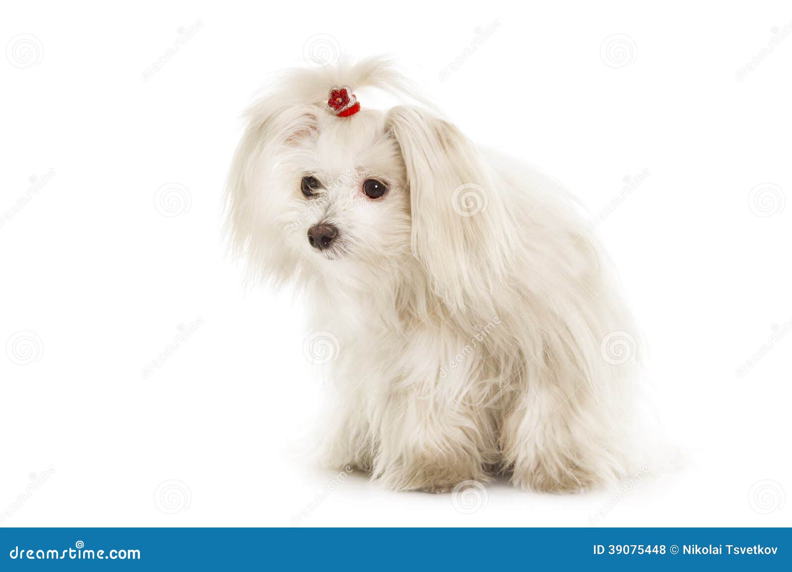 Perro maltés blanco foto de archivo. Imagen de retrato - 39075448