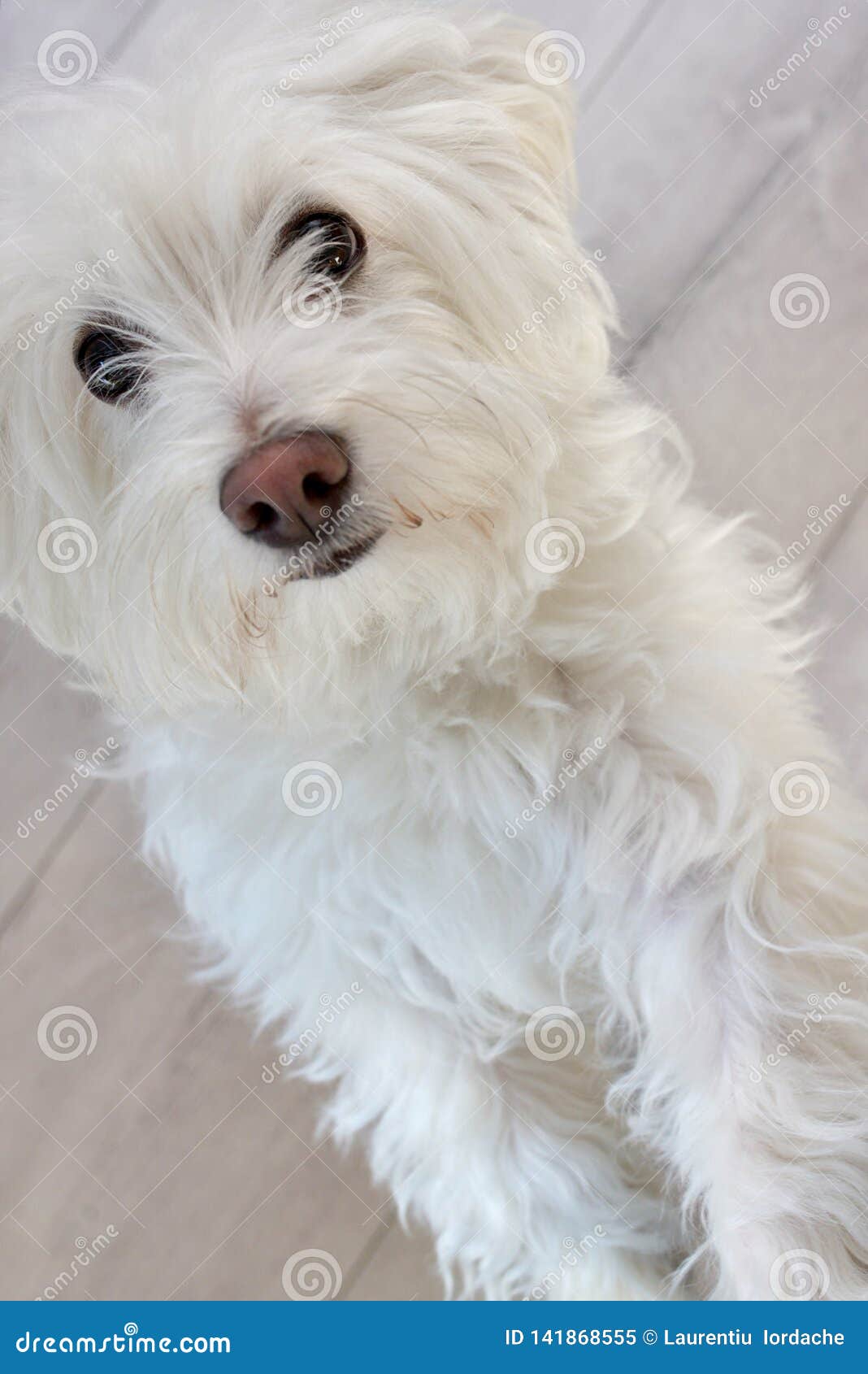 Perro Maltés Del Perrito Blanco Imagen de archivo - Imagen de animal ...