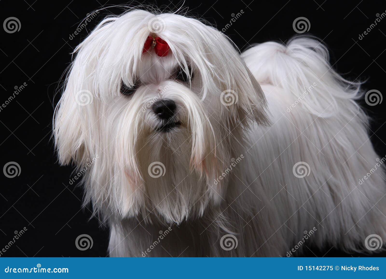 Perro maltés en negro imagen de archivo. Imagen de pelo - 15142275