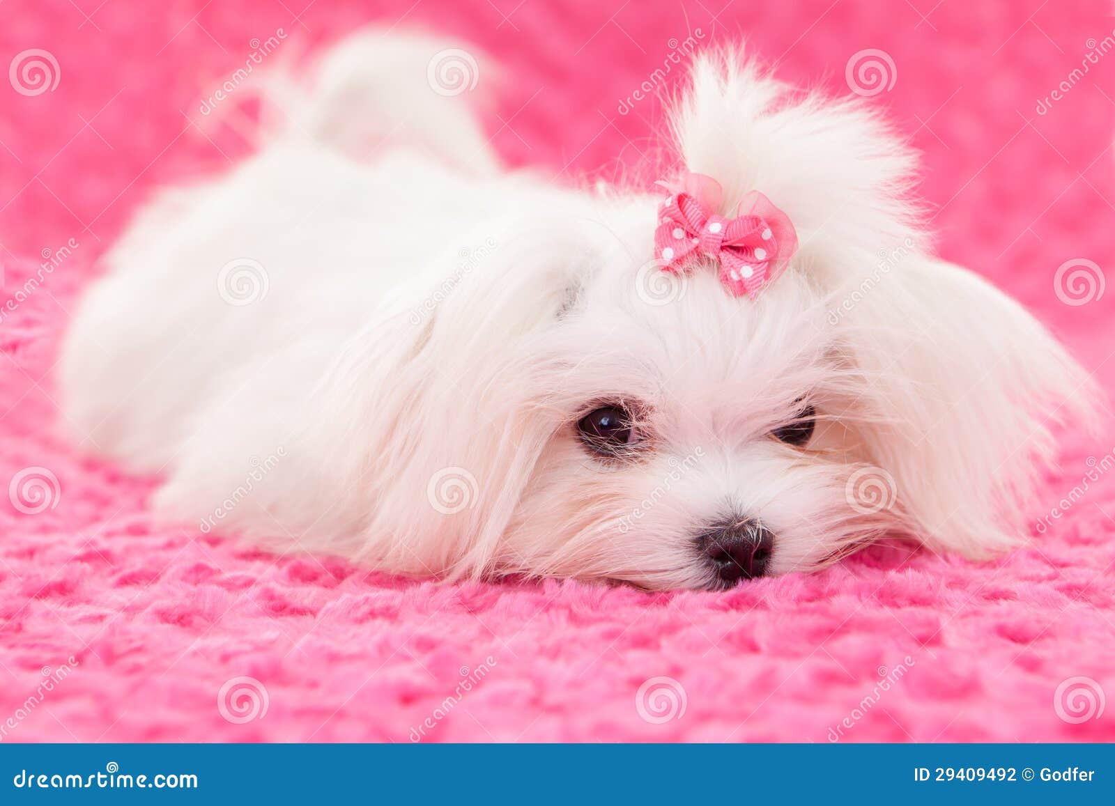 Perro Maltés Pedigrí Fotografía de archivo - Imagen: 29409492