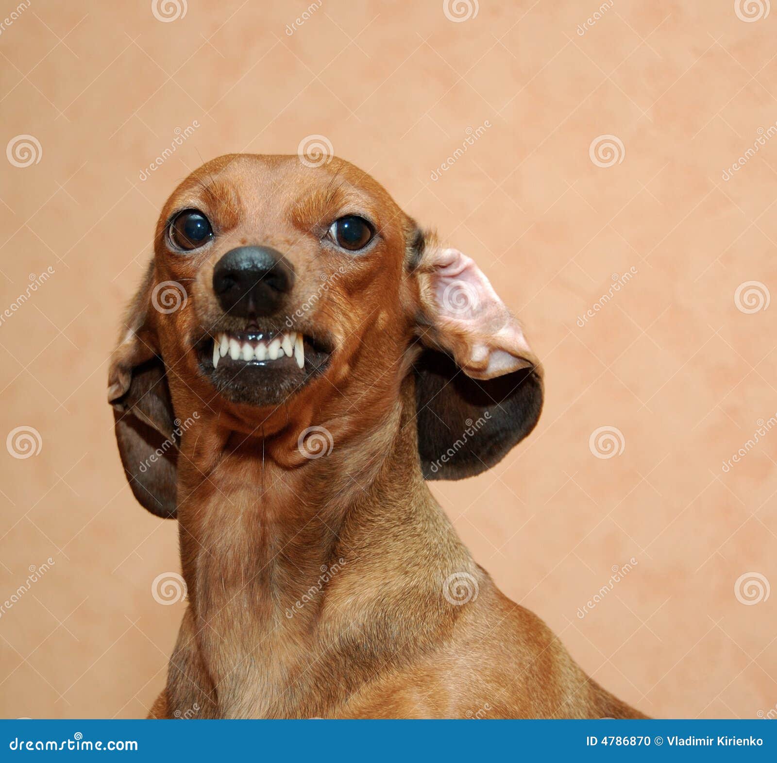 Perro malvado foto de archivo. Imagen de riéndose, canino - 4786870