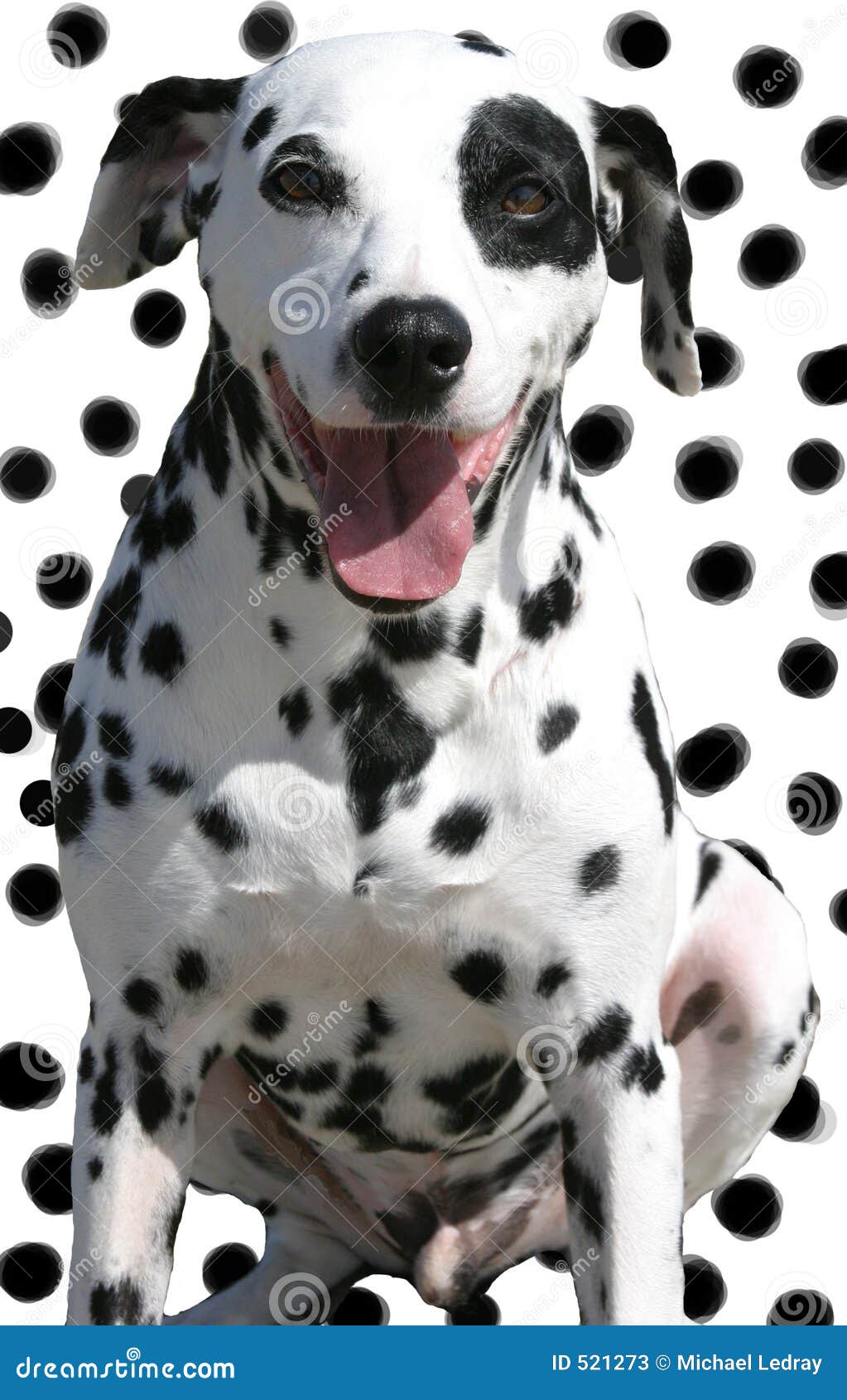 Perro Manchado Aislado En Fondo Manchado Imagen de archivo - Imagen de ...