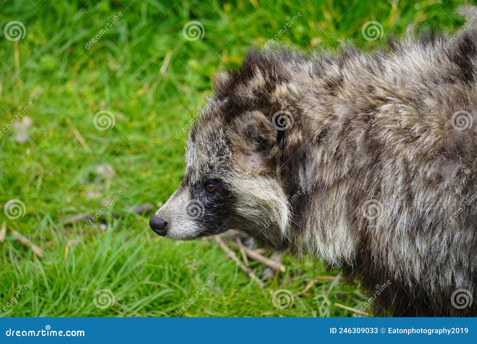 Perro mapache al sol imagen de archivo. Imagen de mapache - 246309033
