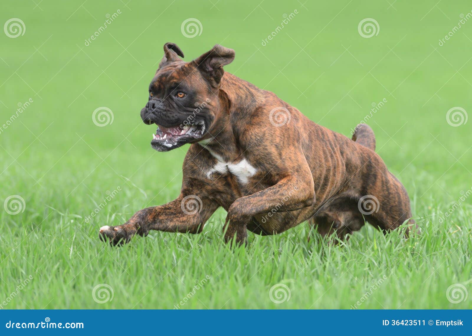 Perro Masculino Del Boxeador Imagen de archivo - Imagen de actitud ...