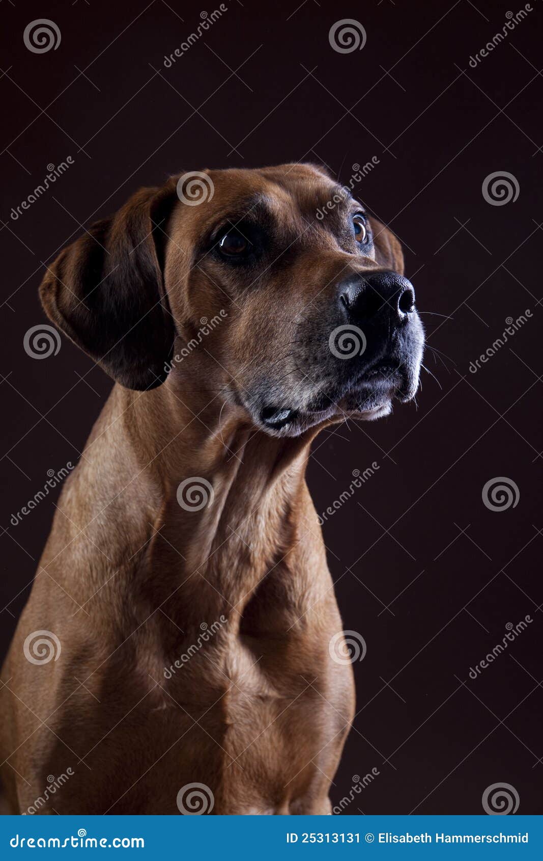 Perro Masculino Del Ridgeback De Rhodesian, Headshoot Oscuro Imagen de ...