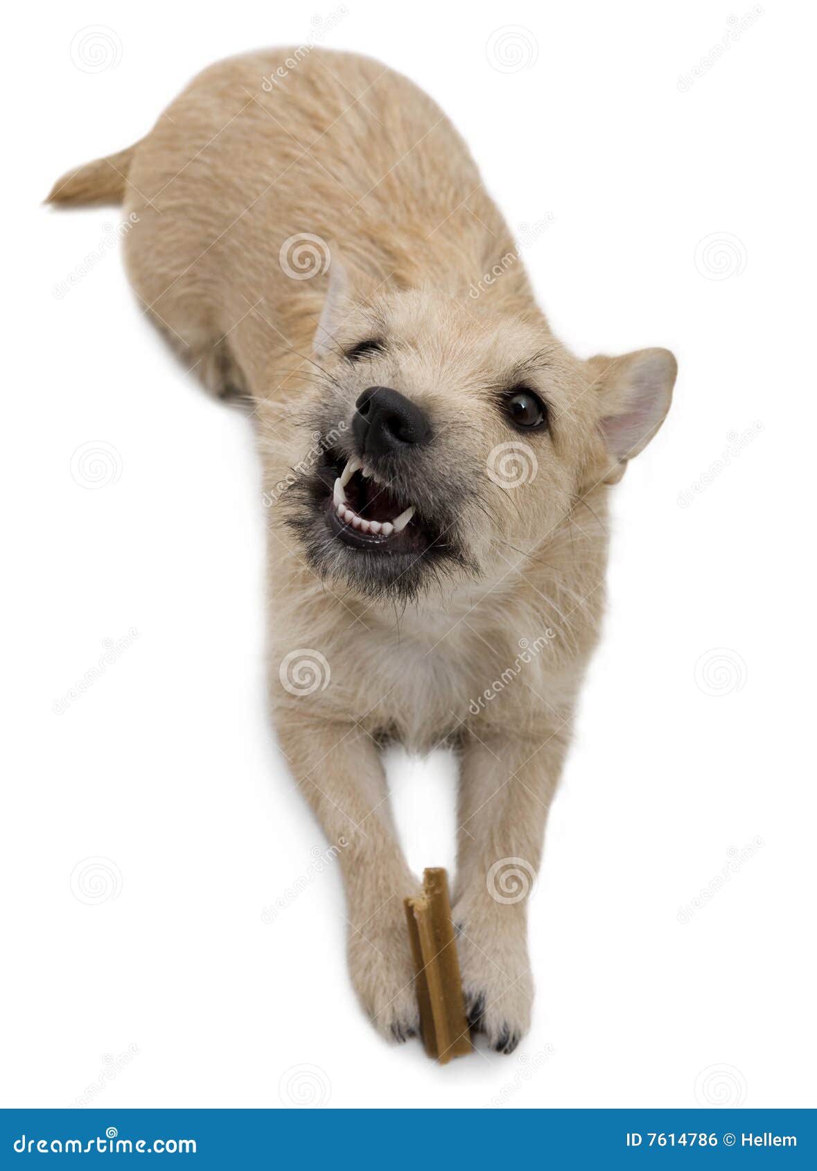 Perro - masticando foto de archivo. Imagen de curioso - 7614786