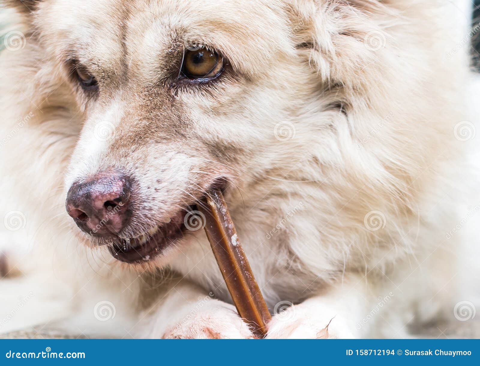 Perro Masticando Un Perro Masticando Foto de archivo - Imagen de comer ...