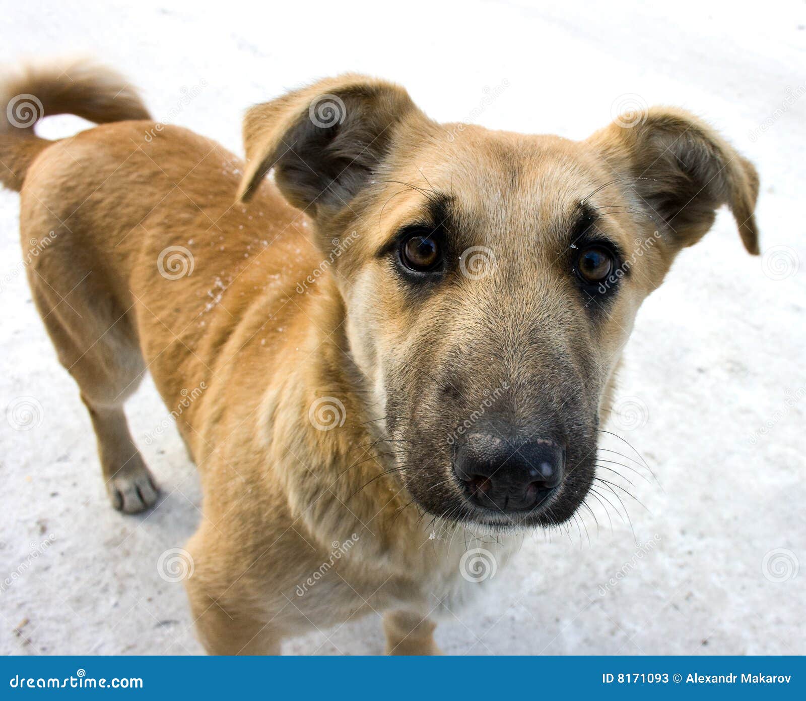 Perro mestizo imagen de archivo. Imagen de snowflake, mestizo - 8171093