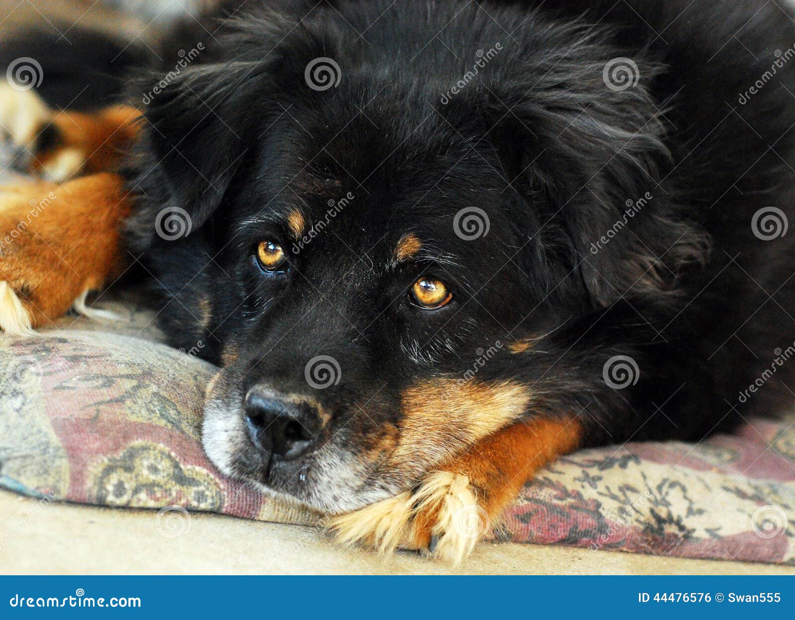 Perro mestizo grande foto de archivo. Imagen de perrera - 44476576