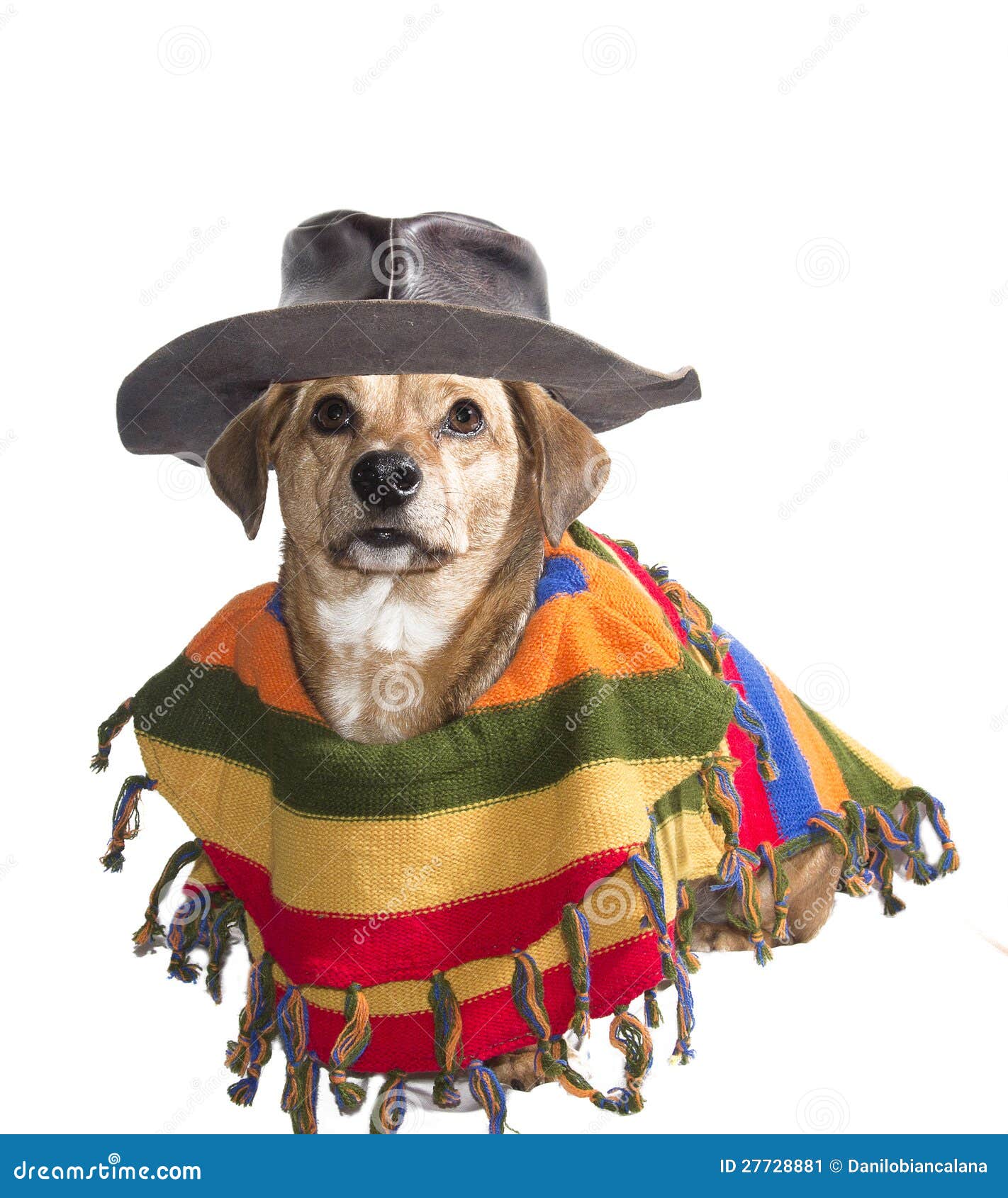 Perro mexicano imagen de archivo. Imagen de retrato, lindo - 27728881