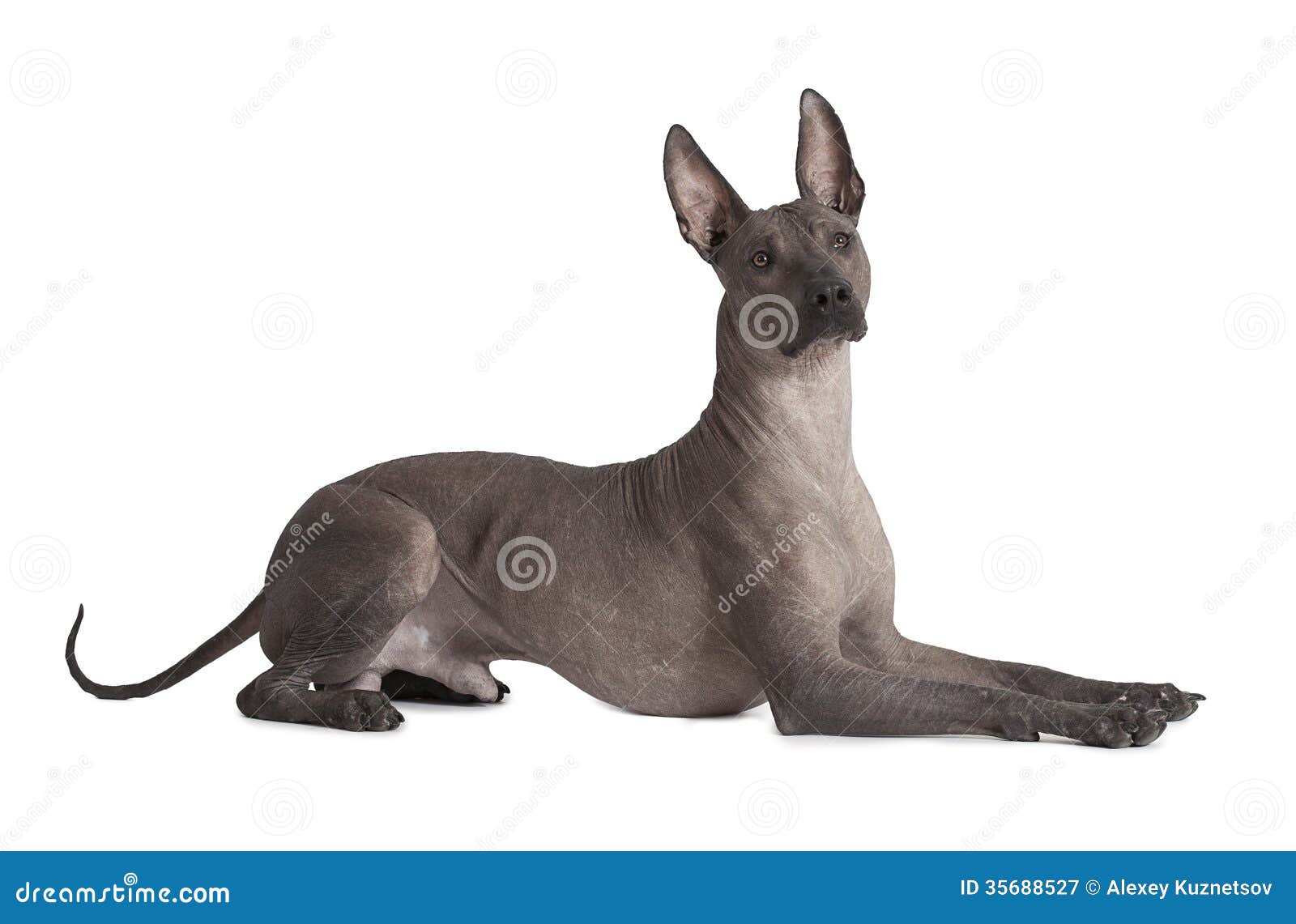 Perro Mexicano Del Xoloitzcuintle Imagen de archivo - Imagen de retrato ...