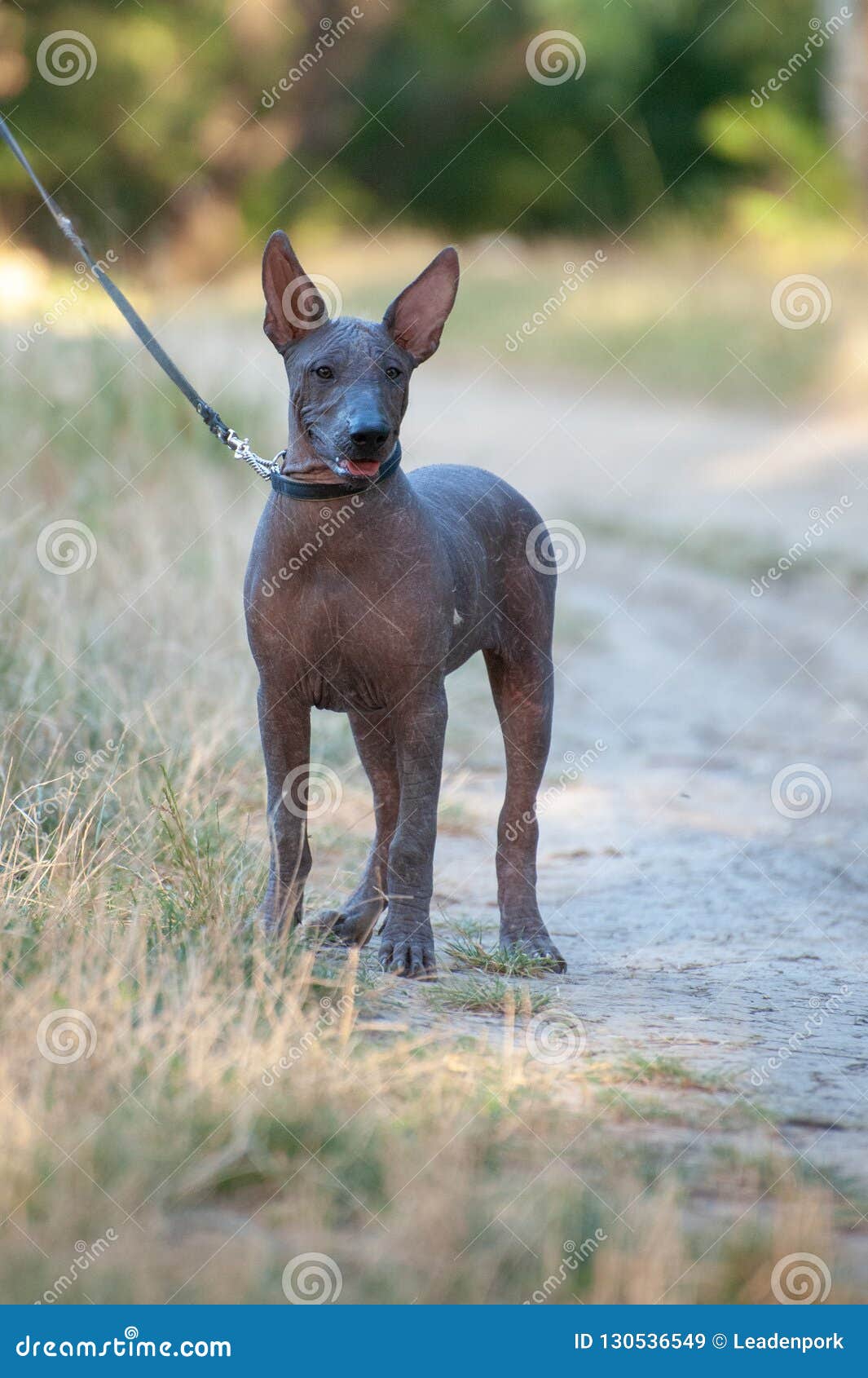 Perro Mexicano En Un Paseo En El Parque Imagen de archivo - Imagen de ...