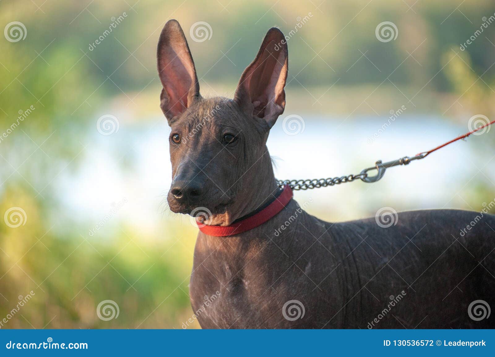 Perro Mexicano En Un Paseo En El Parque Foto de archivo - Imagen de ...
