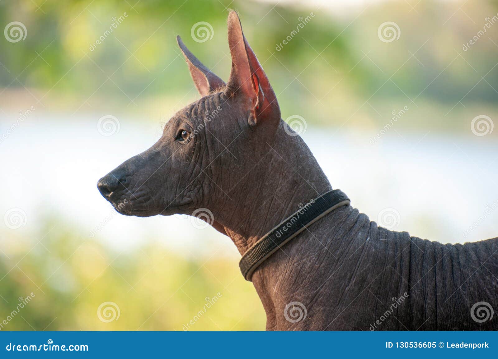 Perro Mexicano En Un Paseo En El Parque Imagen de archivo - Imagen de ...