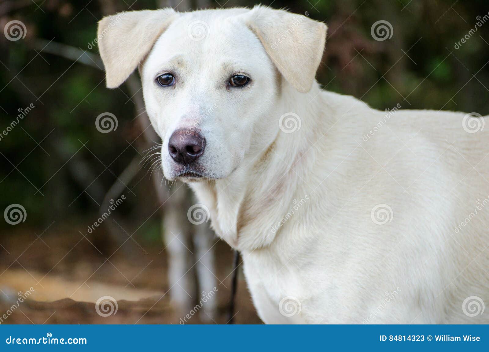 Perro Mezclado Labrador Retriever Amarillo De La Raza Imagen de archivo ...