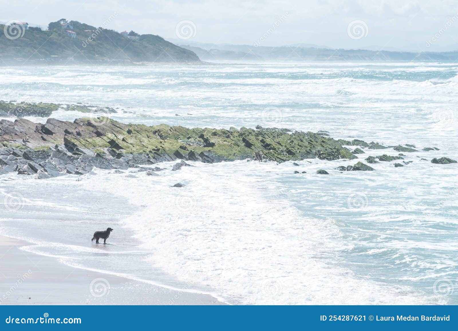 Perro mirando las olas imagen de archivo. Imagen de vacaciones - 254287621